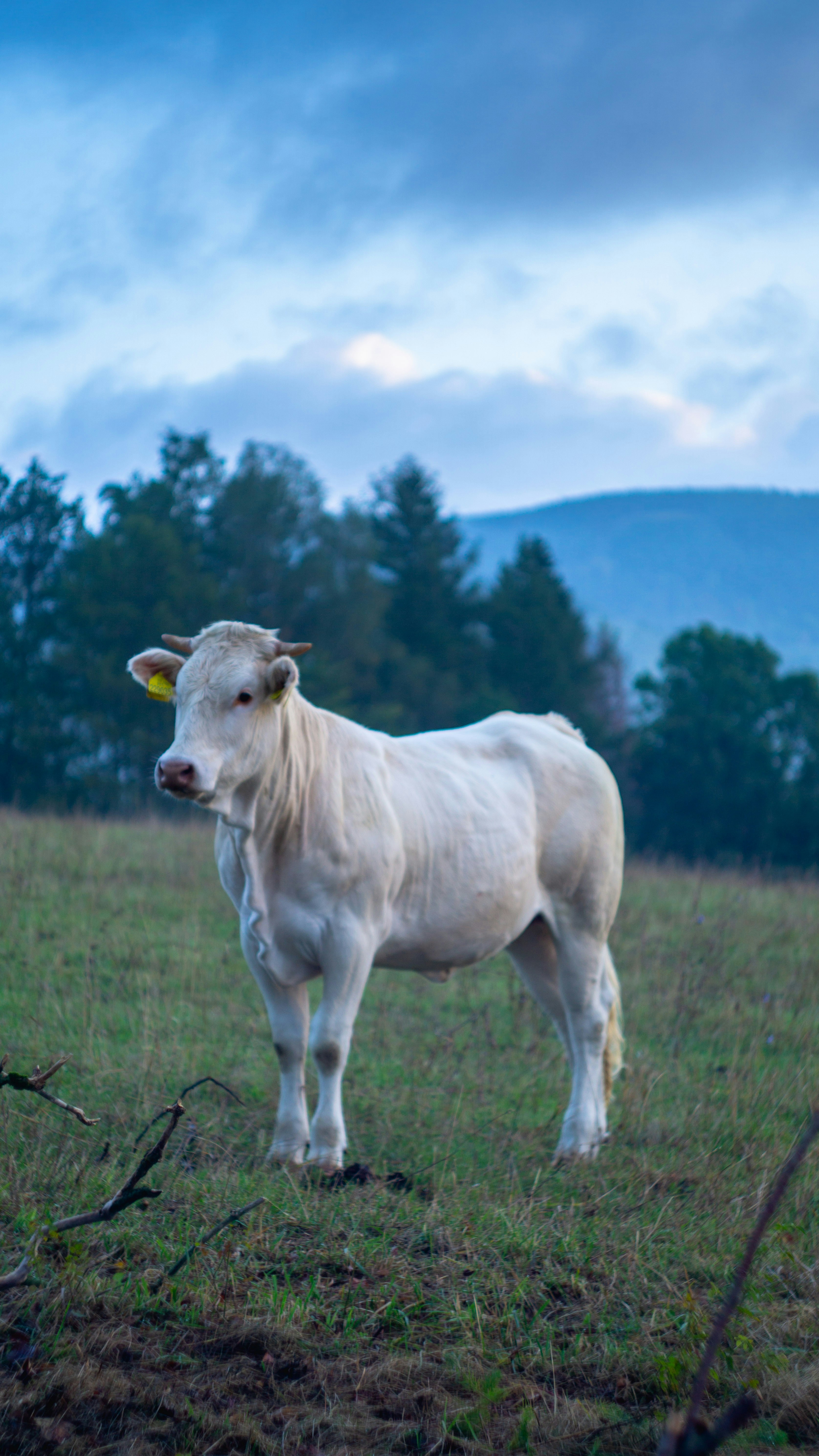 White cow standing in a lush green field under a cloudy sky, surrounded by trees and distant hills.