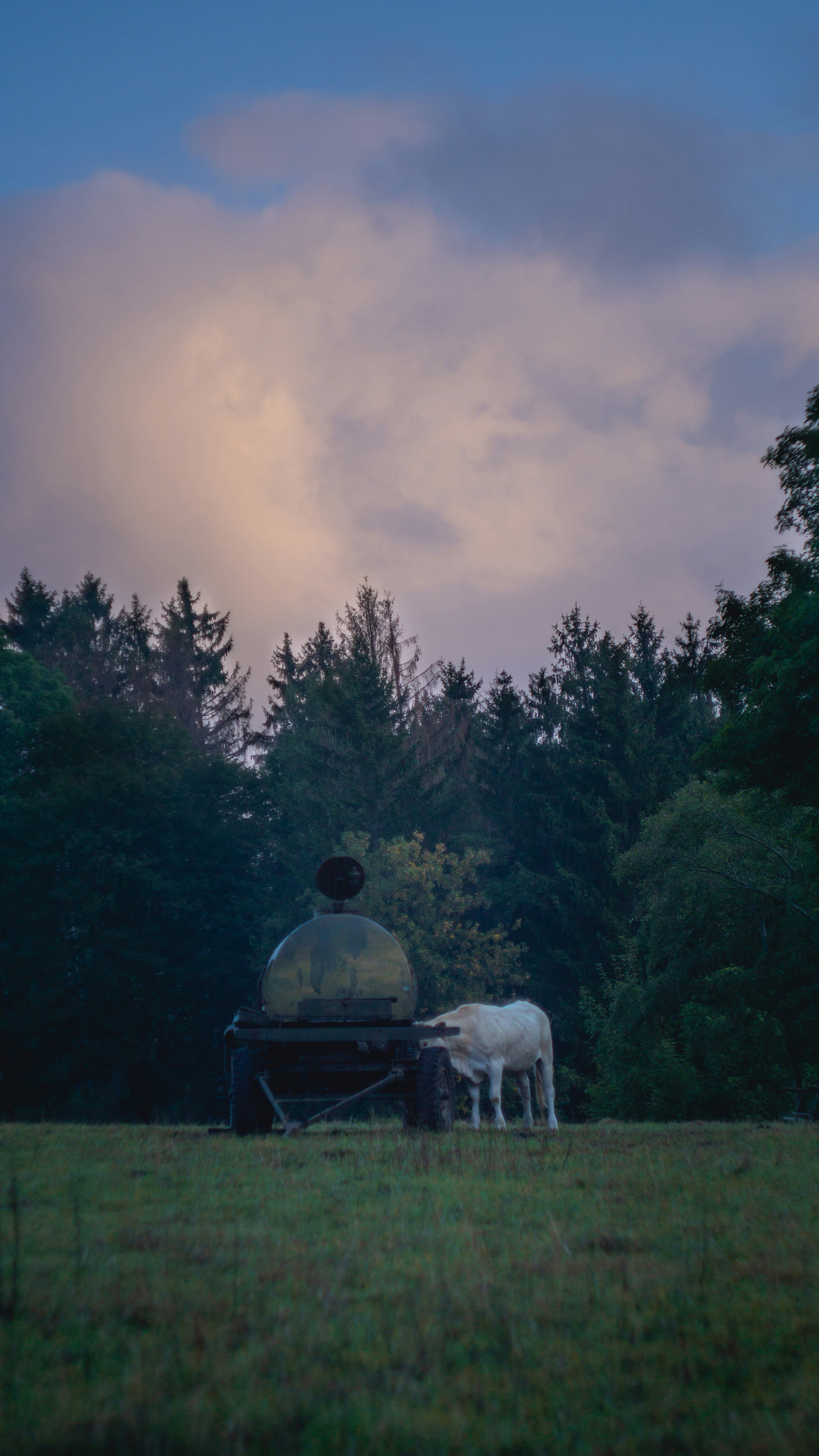 A white cow grazes near an old, weathered tractor under a twilight sky, surrounded by lush trees. The scene evokes a sense of tranquility and nostalgia.