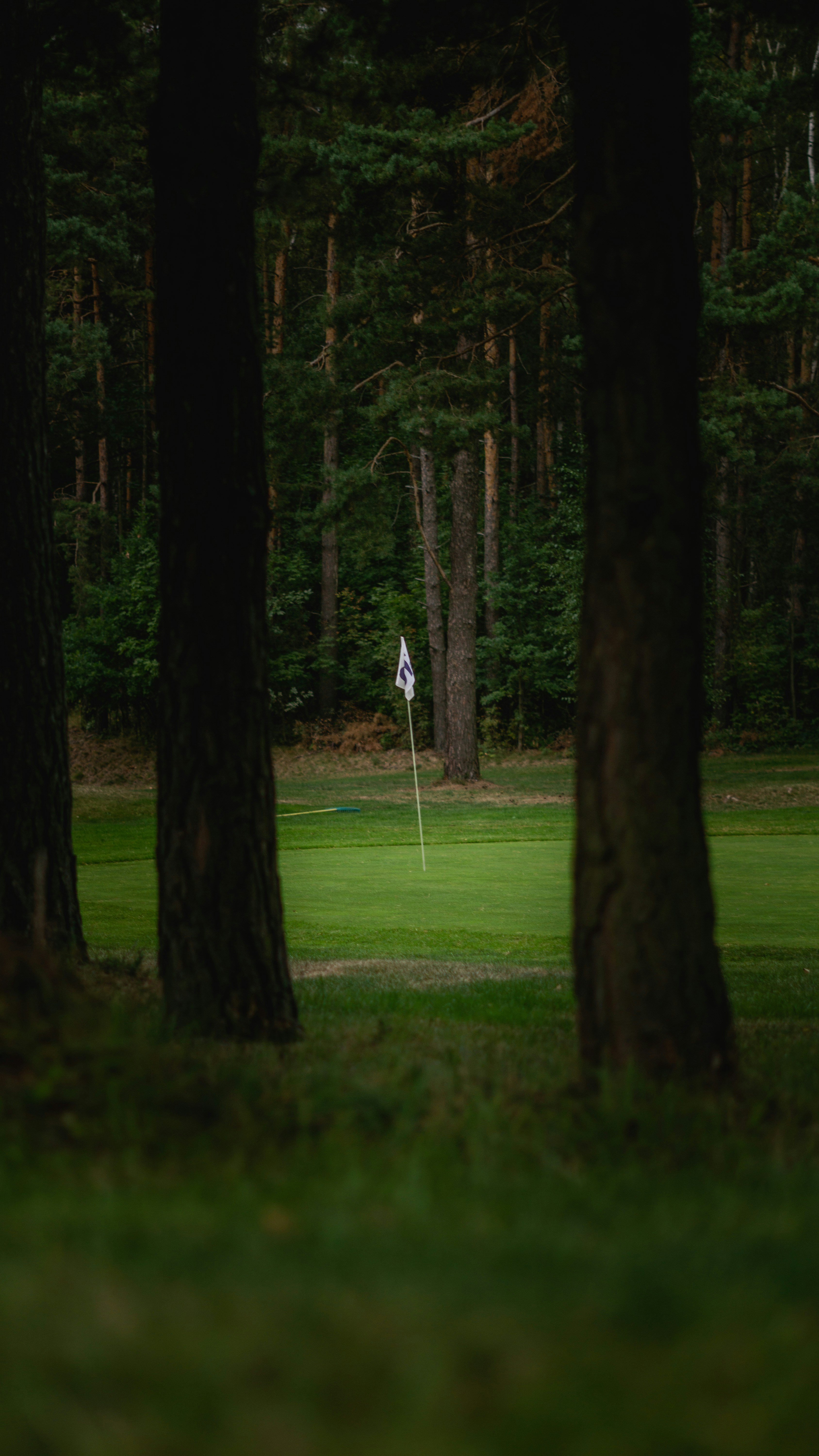 Hole-in-one Quiet: A Flag Distant Behind Tree Trunks