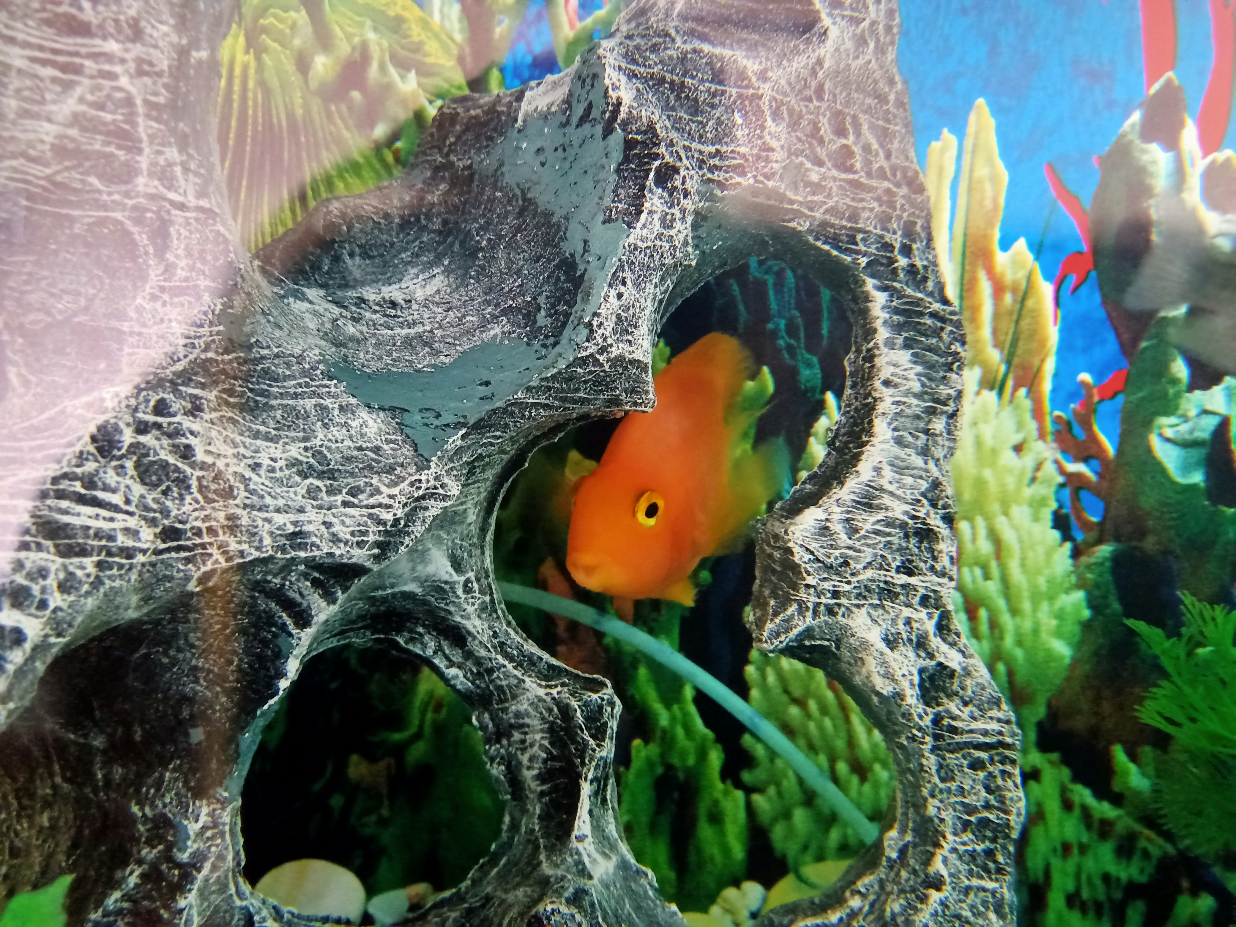Vibrant orange fish peering through a textured rock formation in an aquarium, surrounded by colorful aquatic plants. 