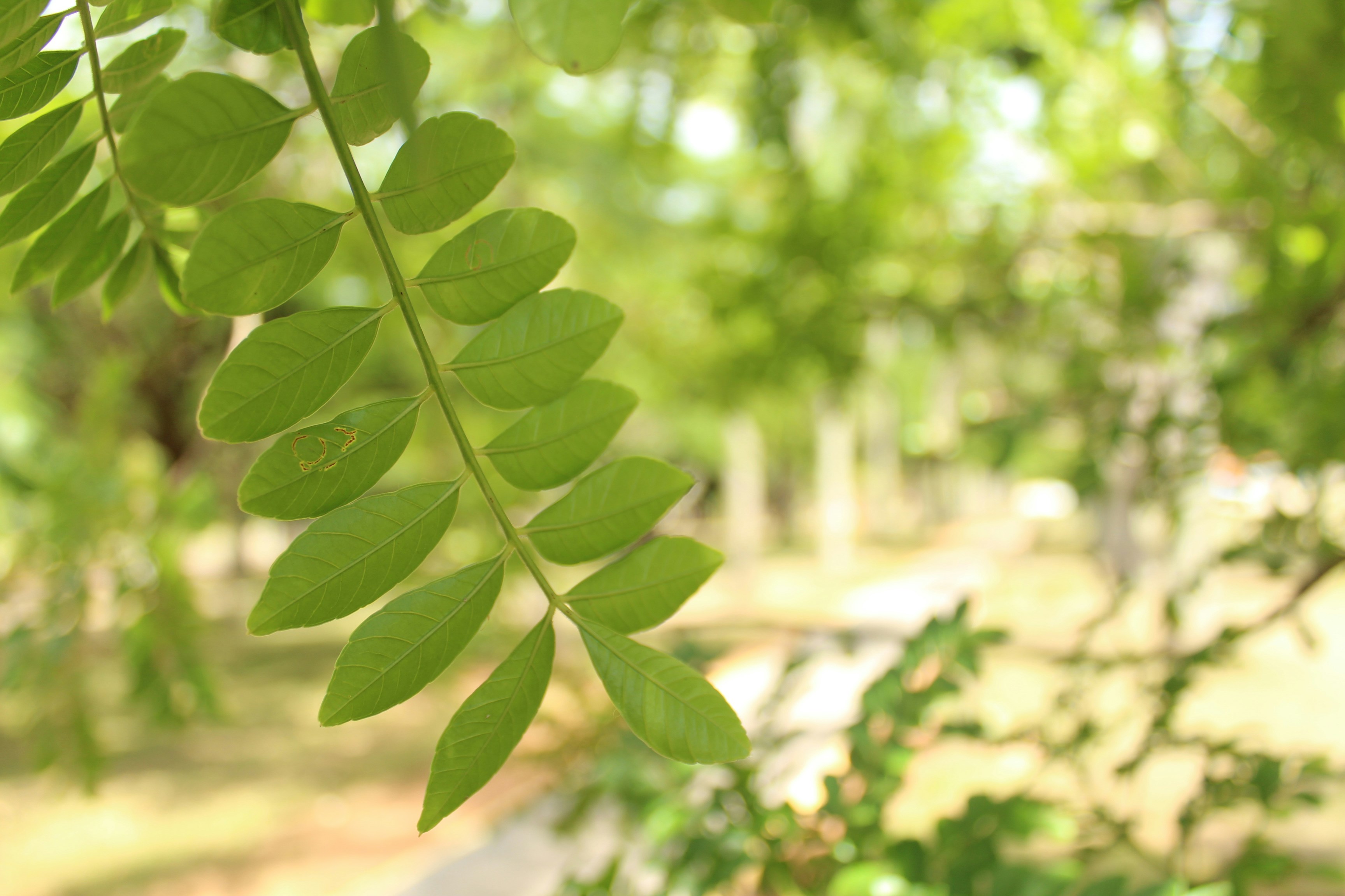 Close-up of vibrant green leaves gently swaying in a sunlit garden, surrounded by a soft, blurred background. 