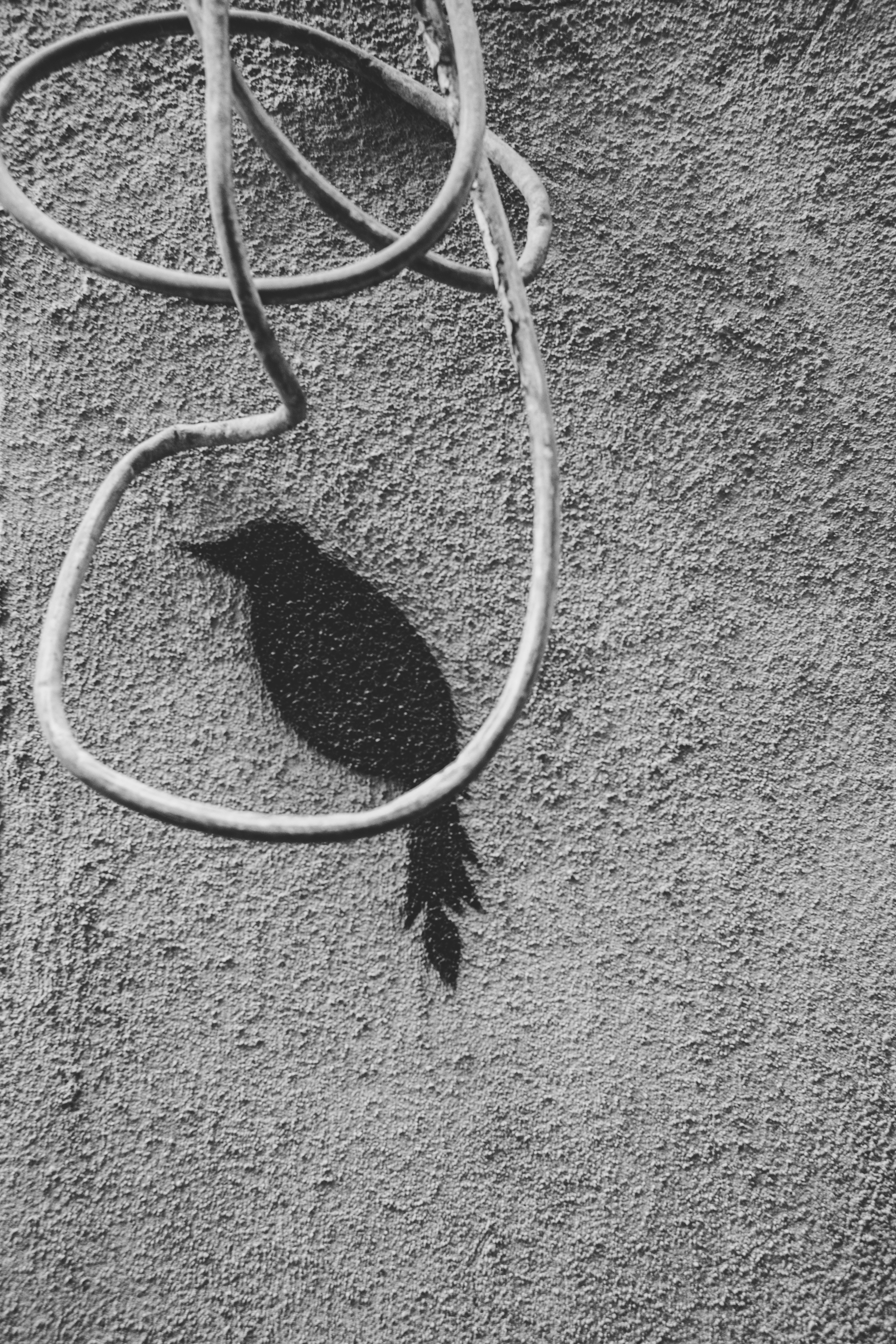 Solitary Bird in Shadow Beneath Winding Rope