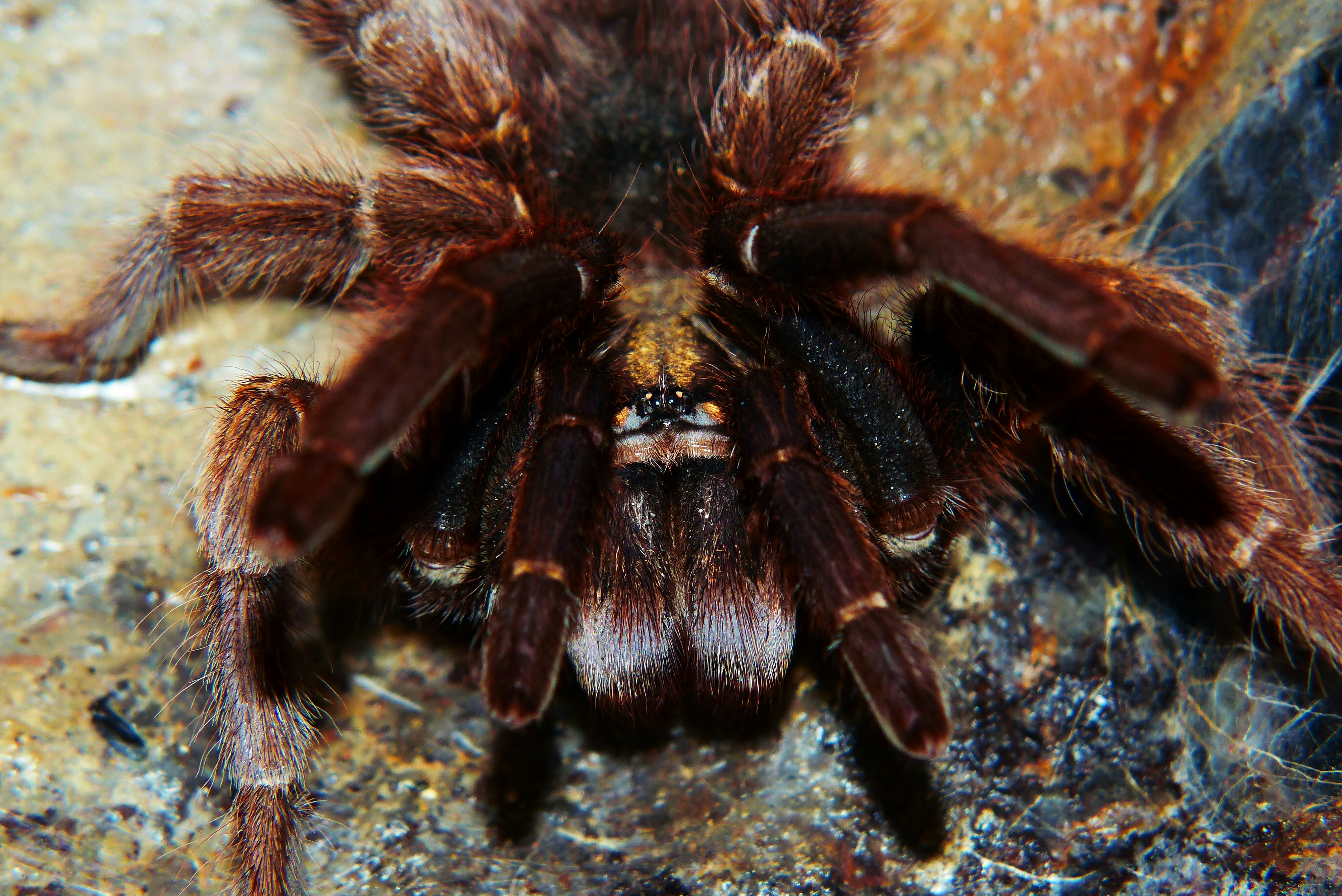 Macro Portrait: The Tarantula’s Hairy Fangs and Texture