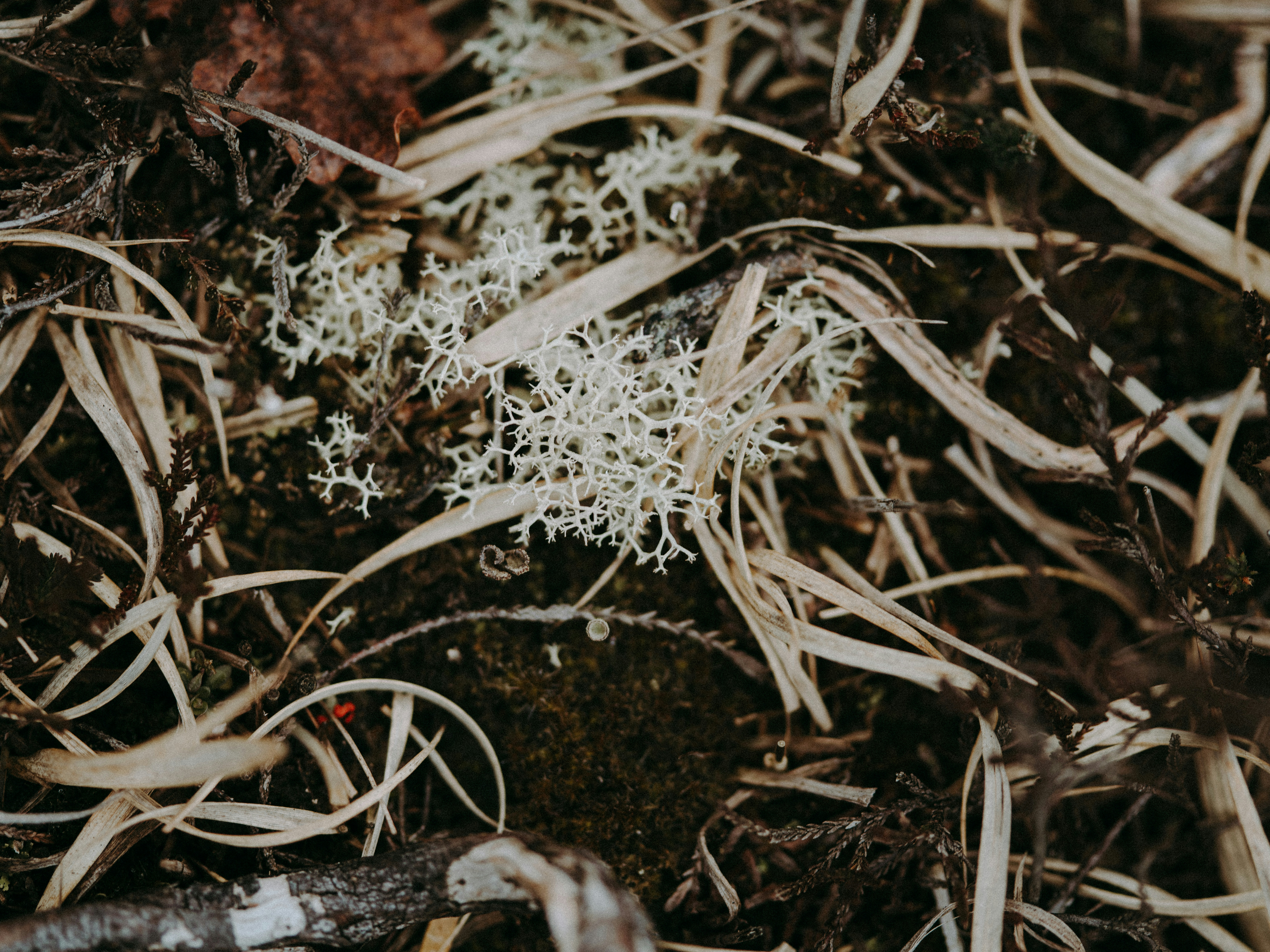 Delicate white lichen intertwined with dried grass and twigs on the forest floor.