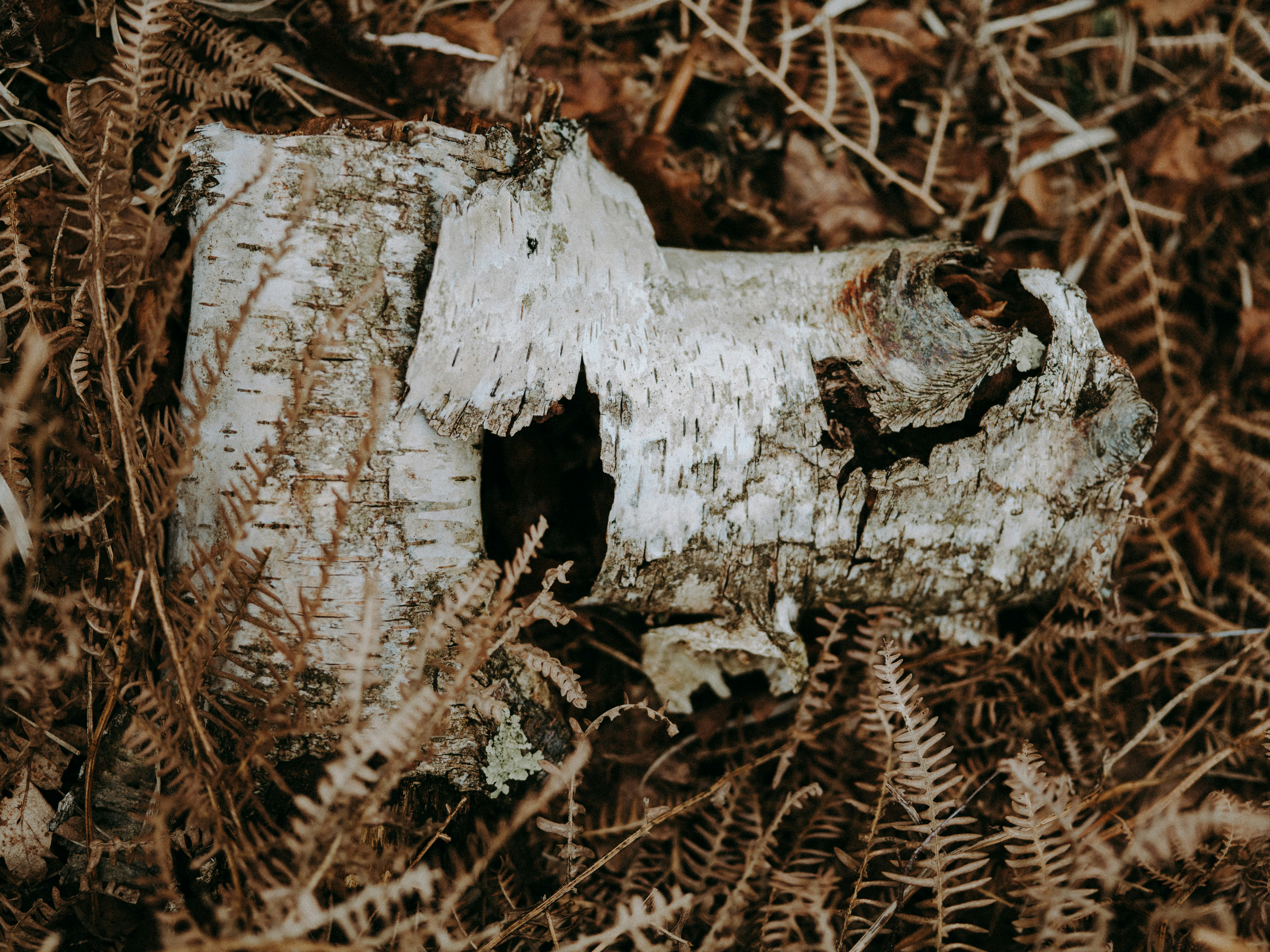 A weathered birch log partially covered by ferns, showcasing intricate textures and earthy tones in a forest setting.