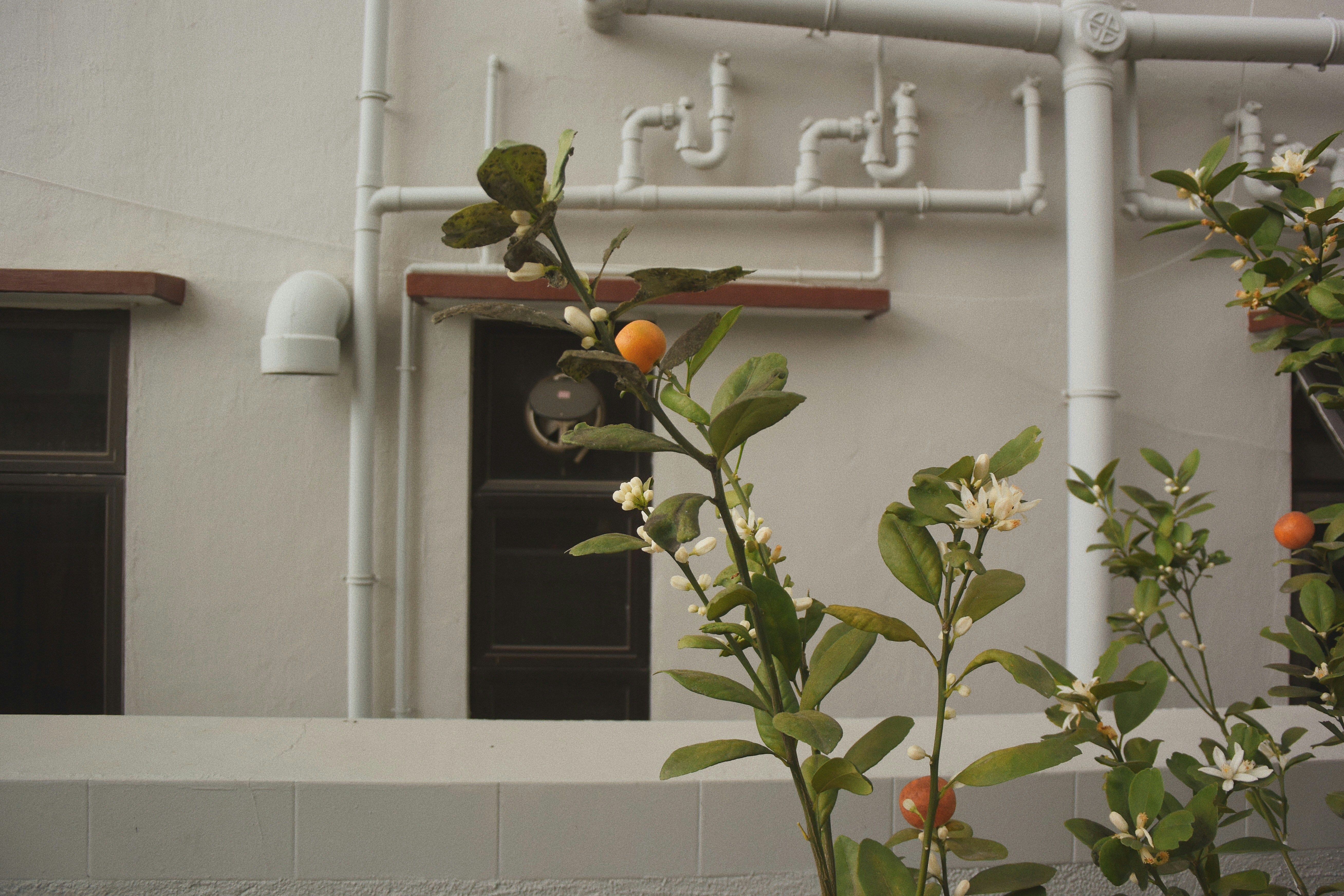 Lively citrus branches with orange fruits and delicate flowers set against a backdrop of industrial piping and window frames.