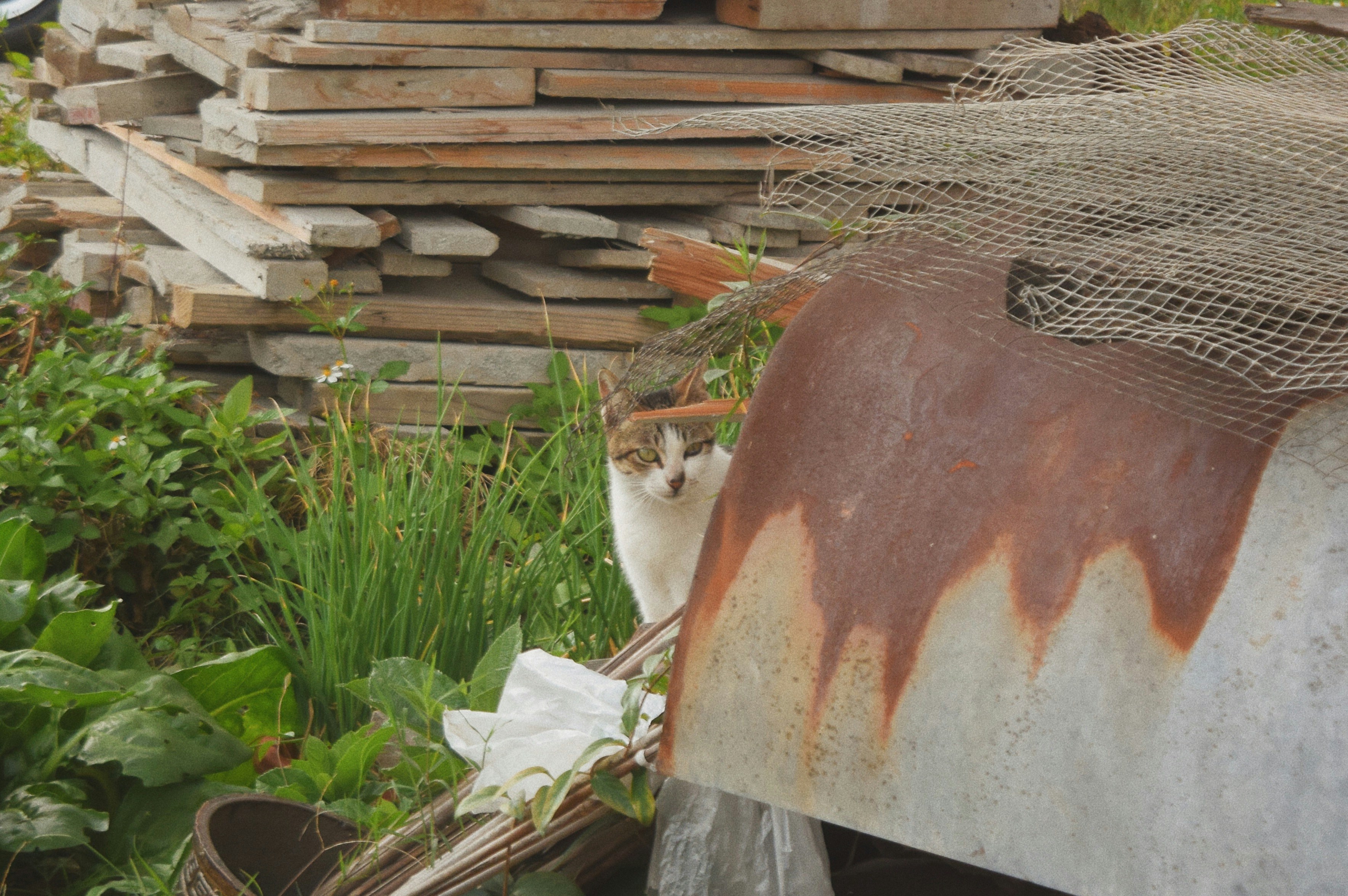 A curious cat peeks from behind a rusted metal structure, surrounded by lush greenery and stacks of wooden planks.
