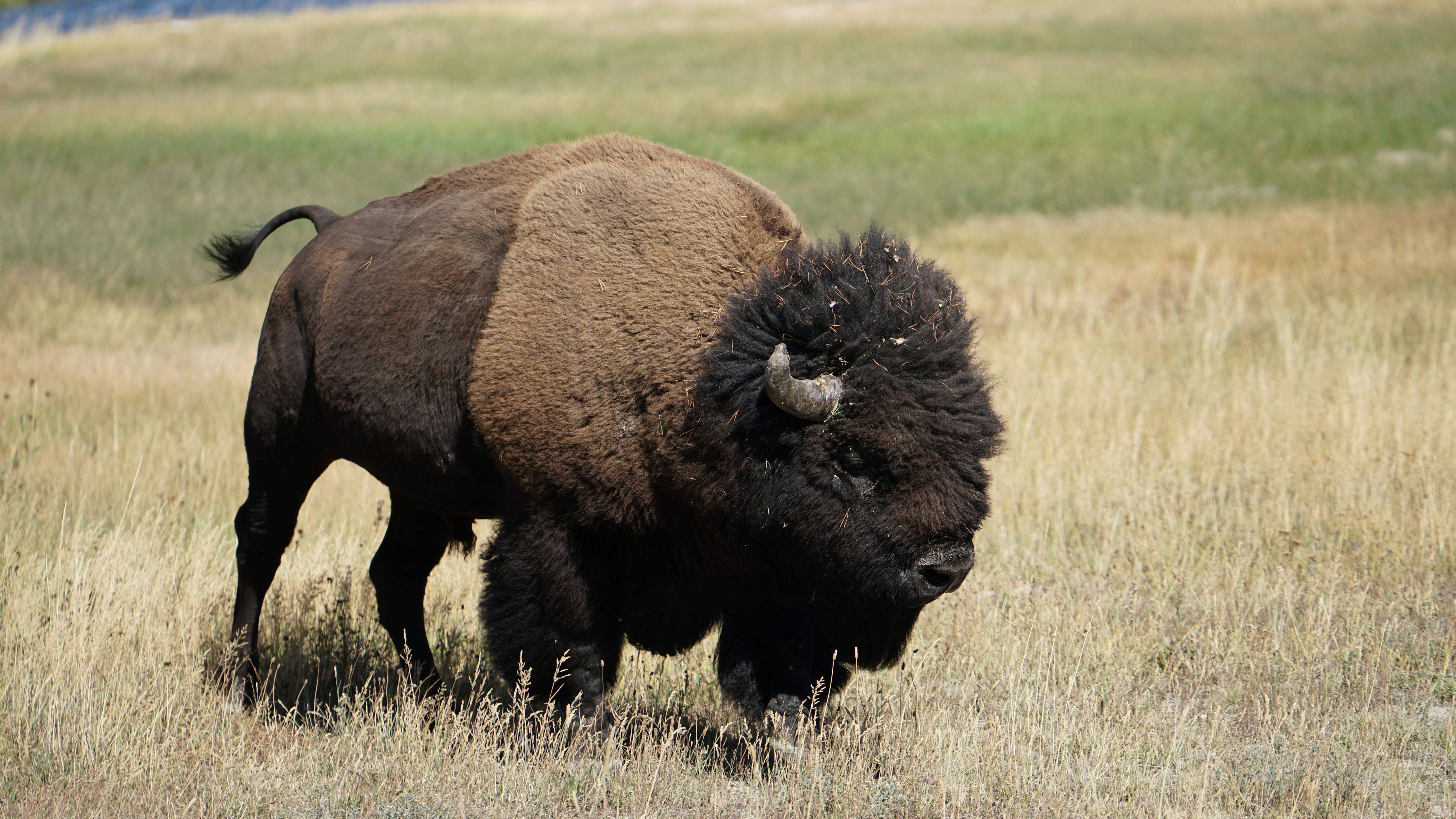 Majestic Bison in Prairie Serenity