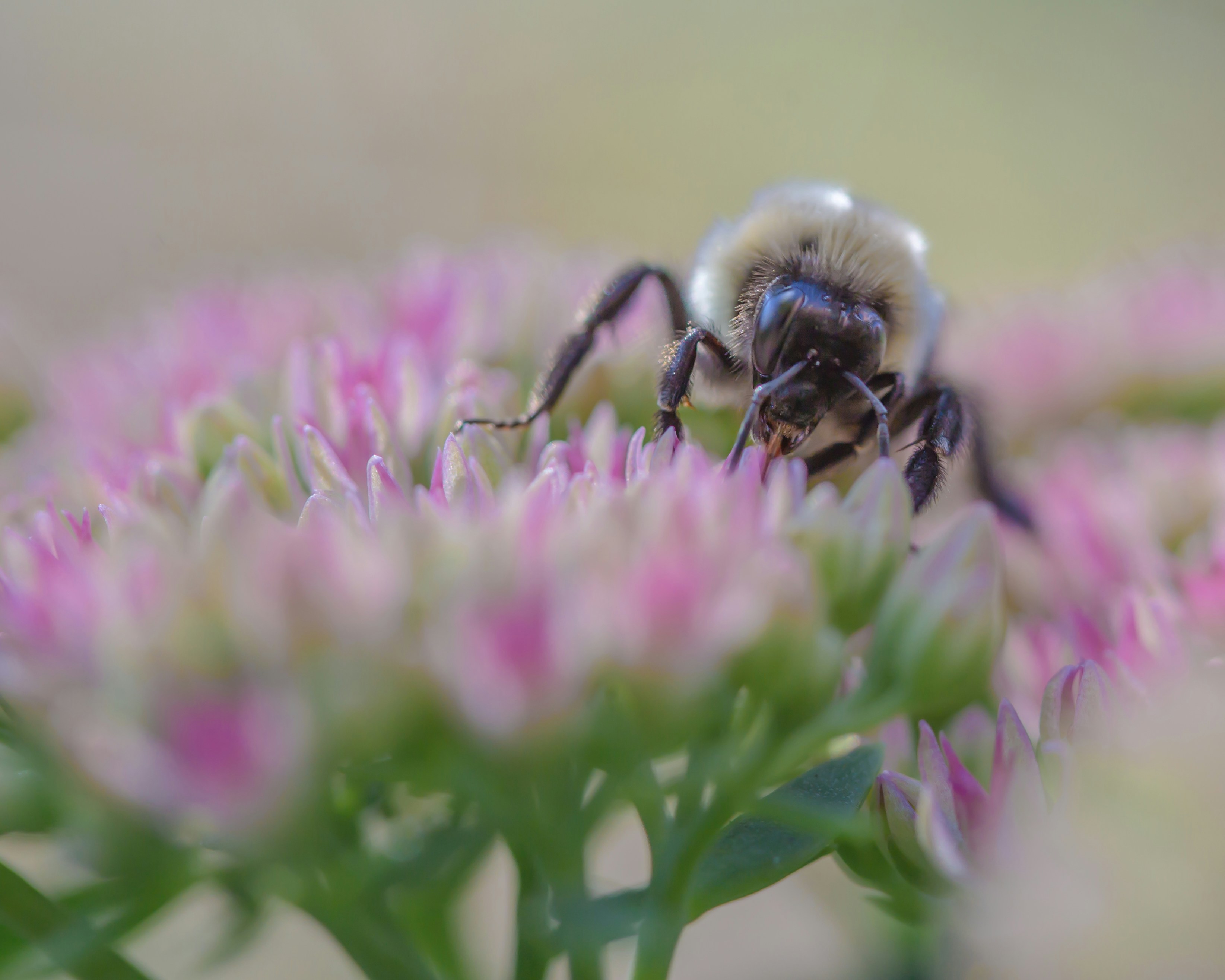 Bee on pink-tinted flower macro: a glimpse into pollinator detail