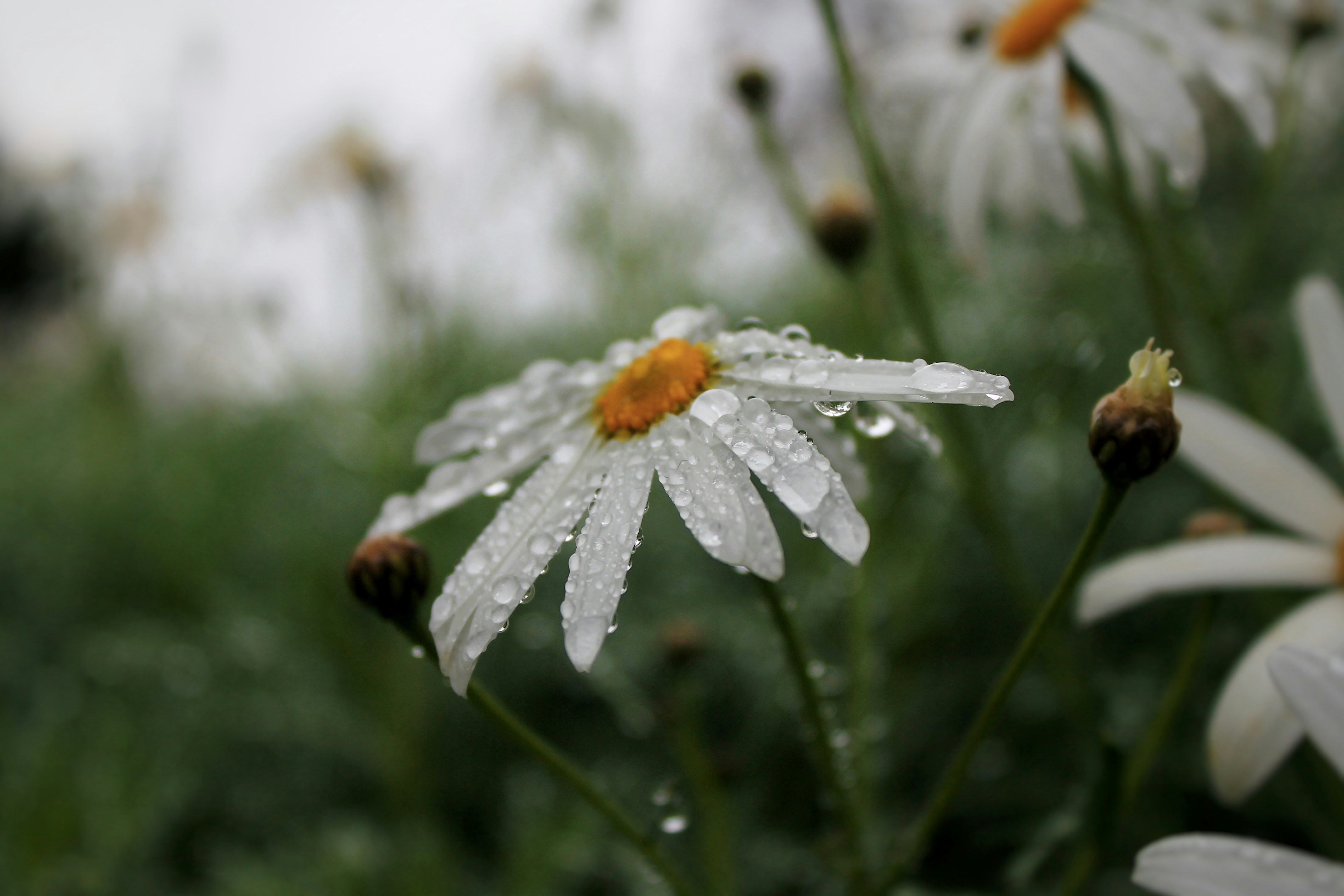 Dew-Kissed Daisy in a Quiet Meadow