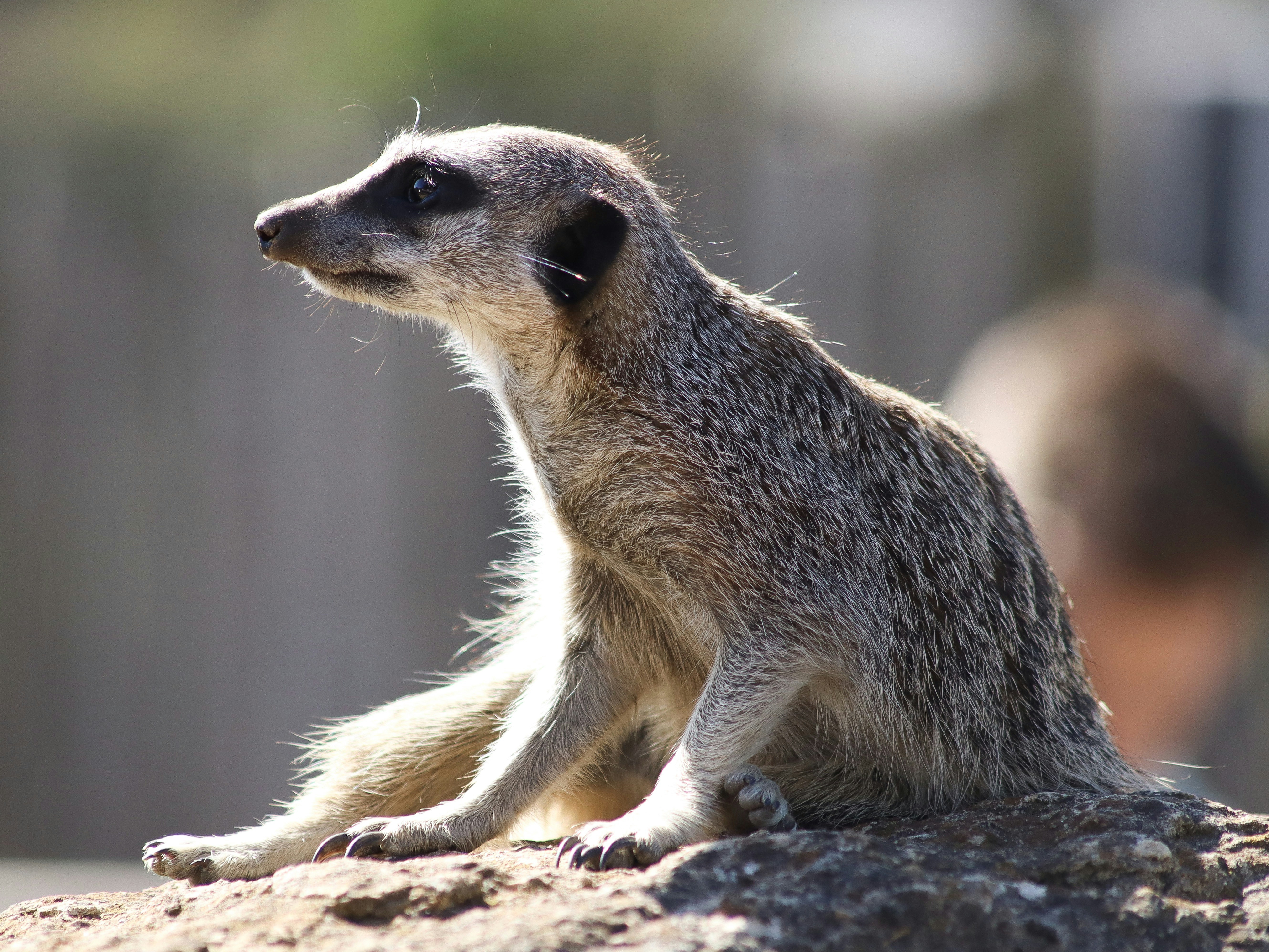 Gray rodent photo – Free United kingdom Image on Unsplash