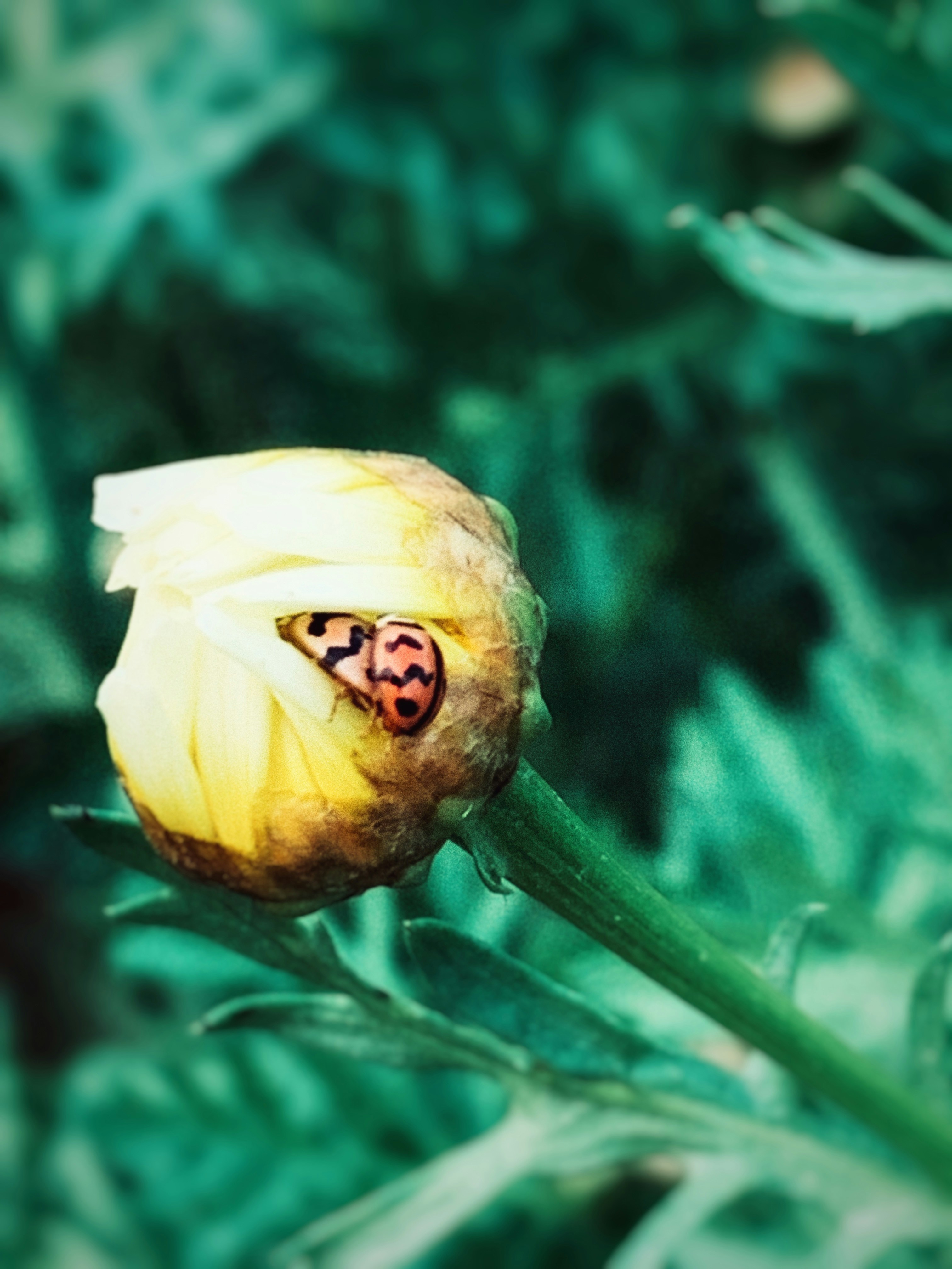 Honeyed Bud, Hidden Wanderer: A Ladybug Resting on a New Blossom