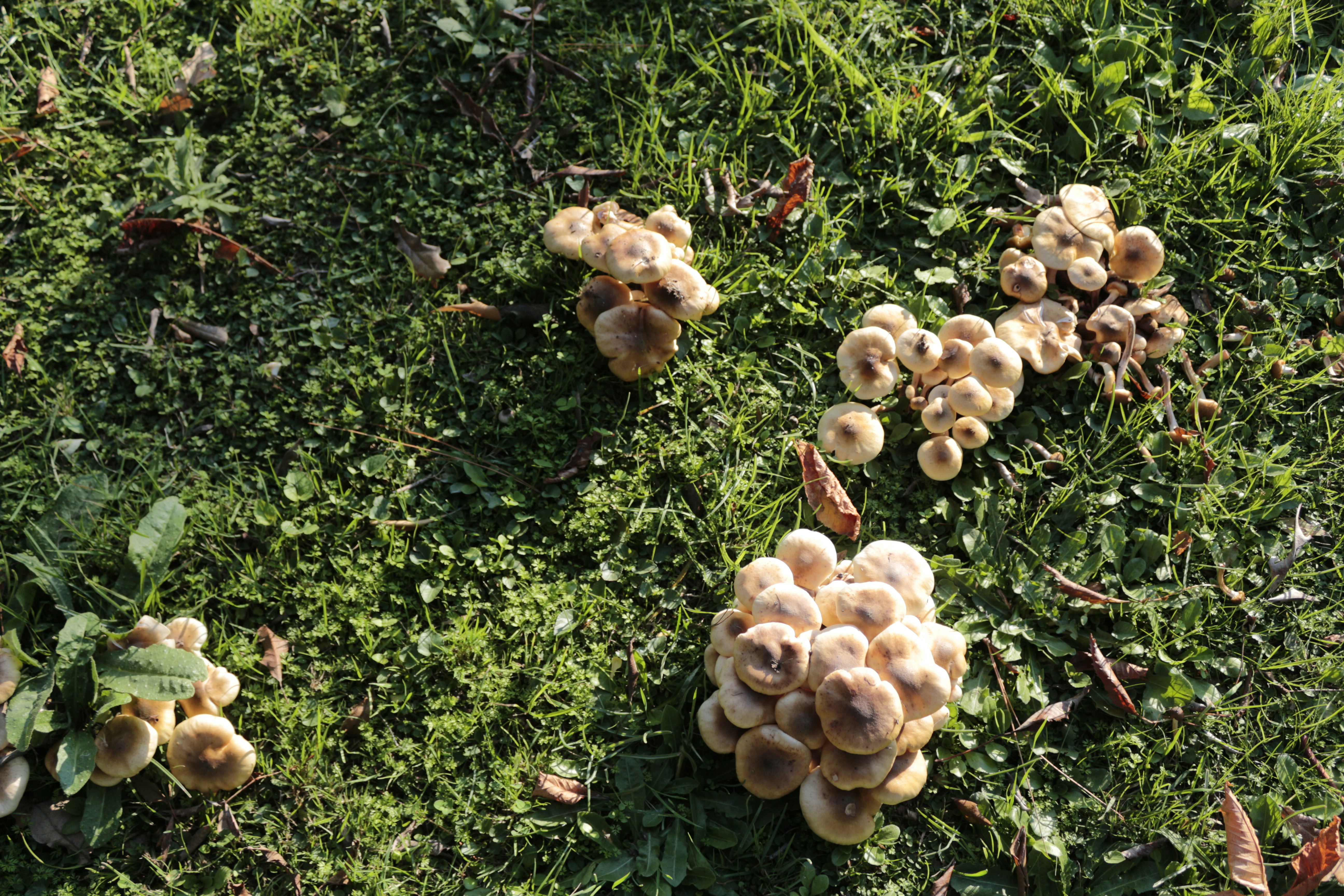Beige Bracket Clusters on a Mossy Green Carpet