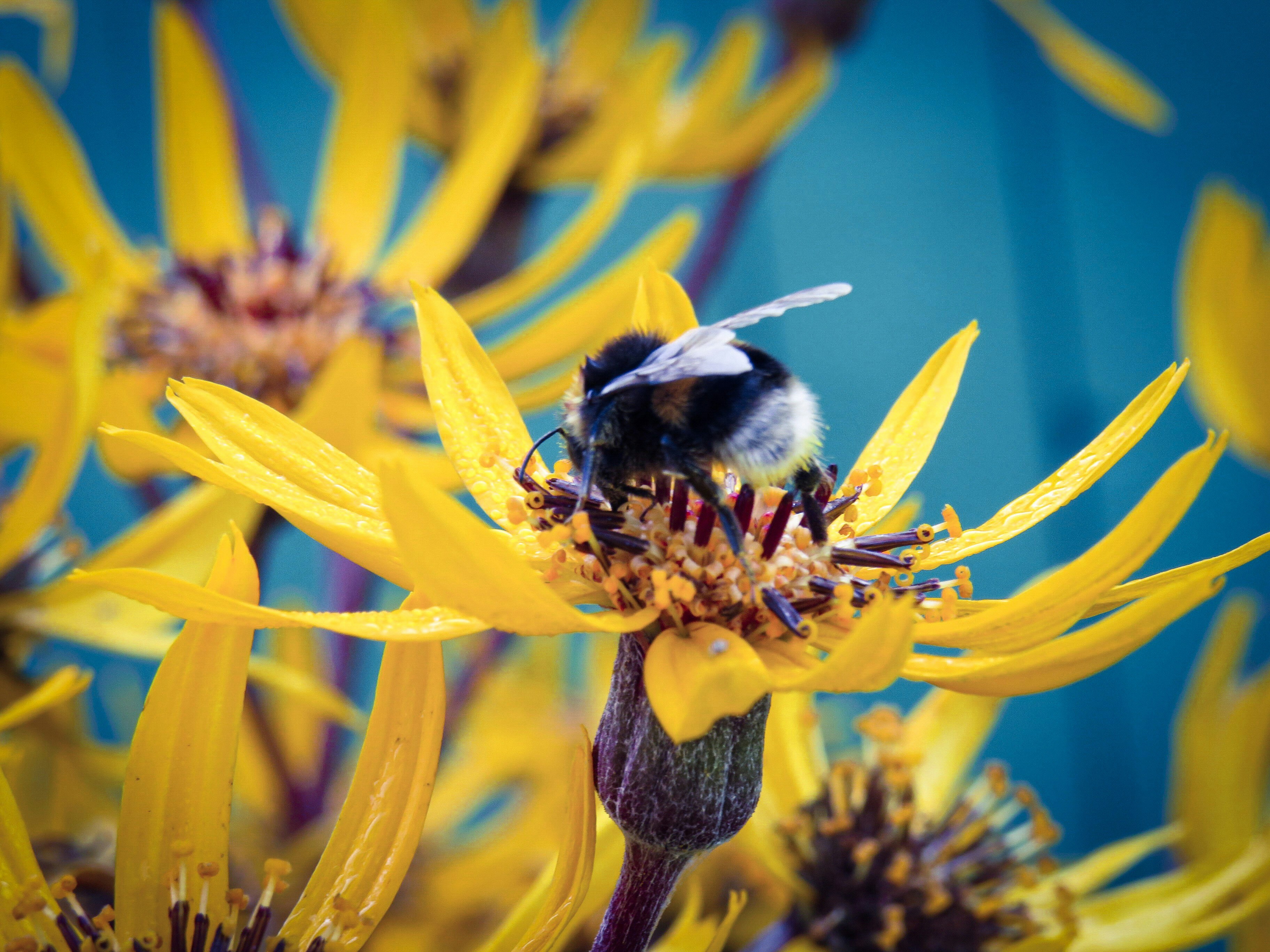 Buzz in the Sunlit Crown: A Bee Among Yellow Spikes
