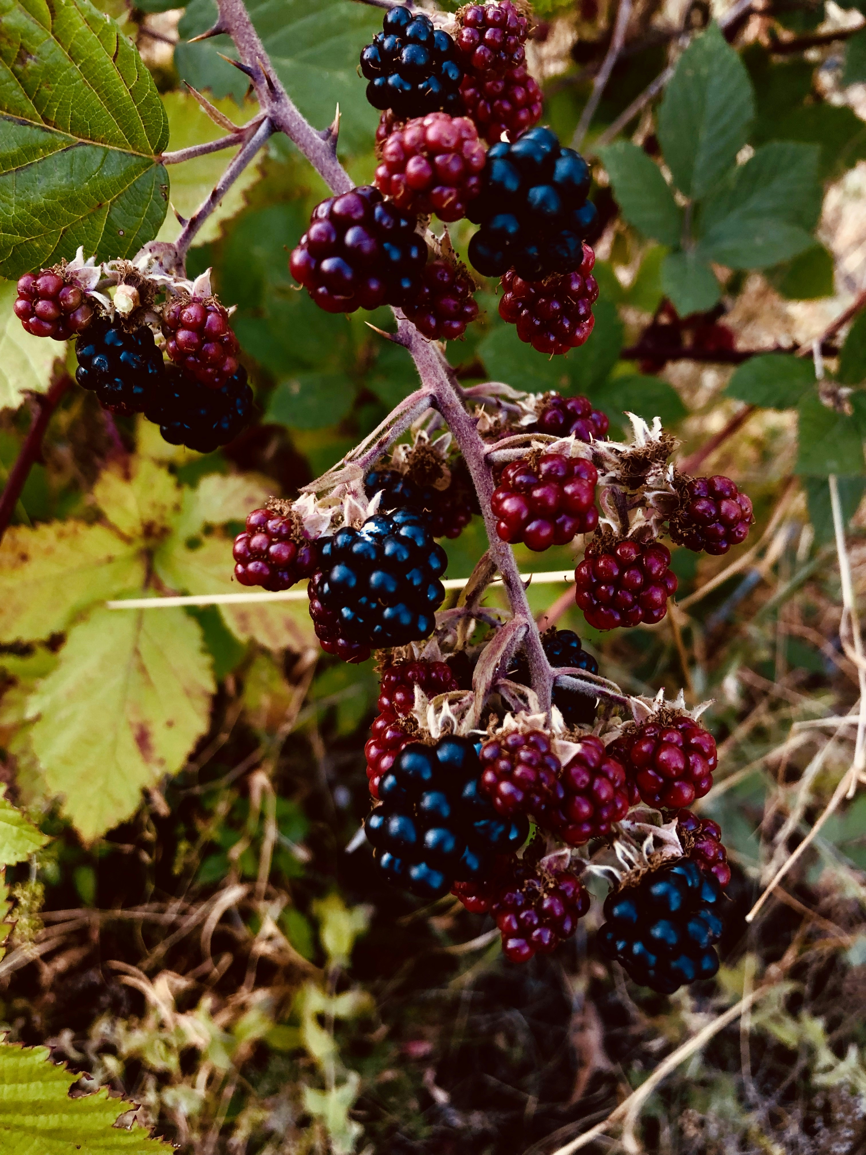 Cluster of ripe blackberries showcasing a range of colors from deep purple to red against a backdrop of green leaves.