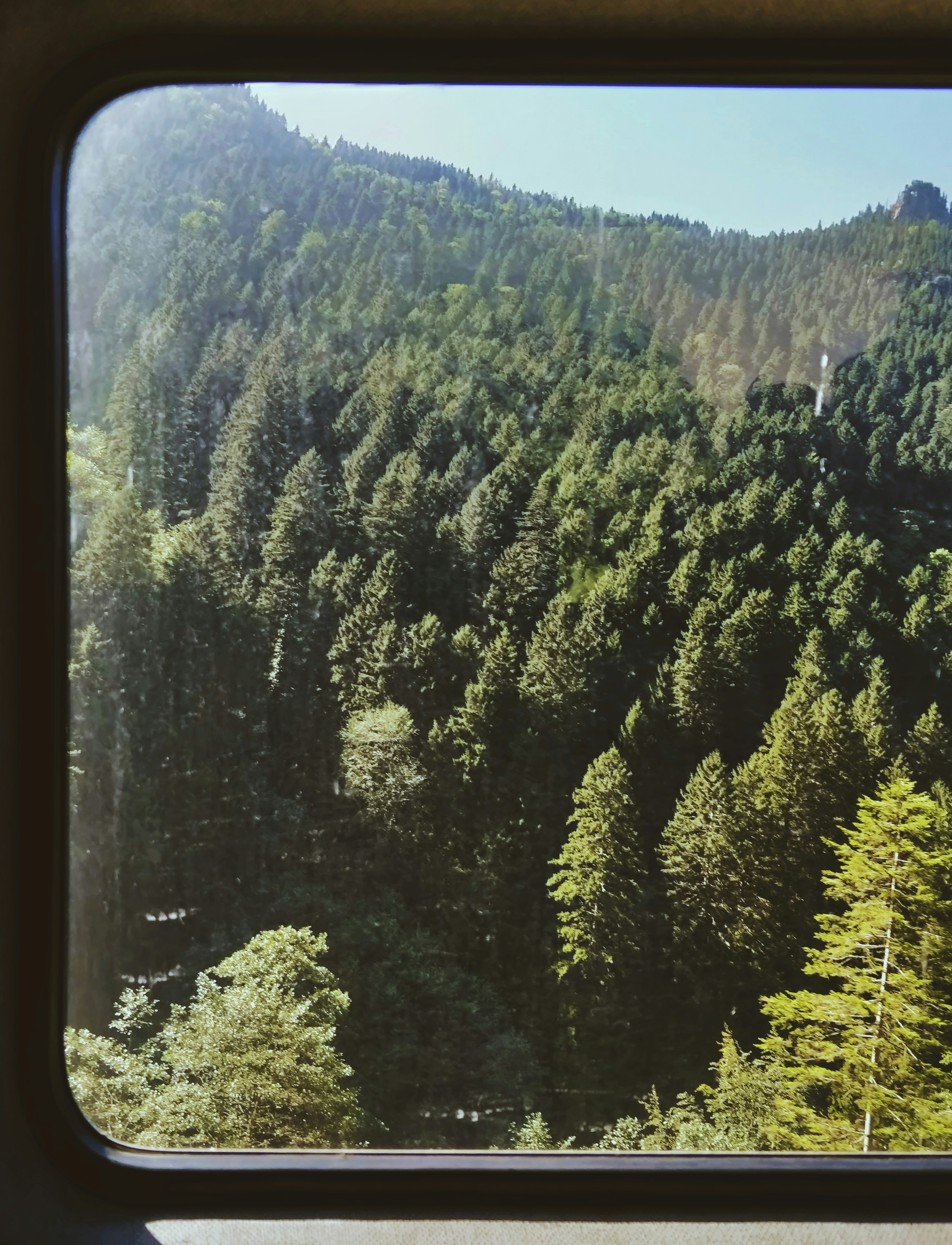 Lush green forest viewed through a train window, showcasing a dense arrangement of pine trees in bright sunlight.