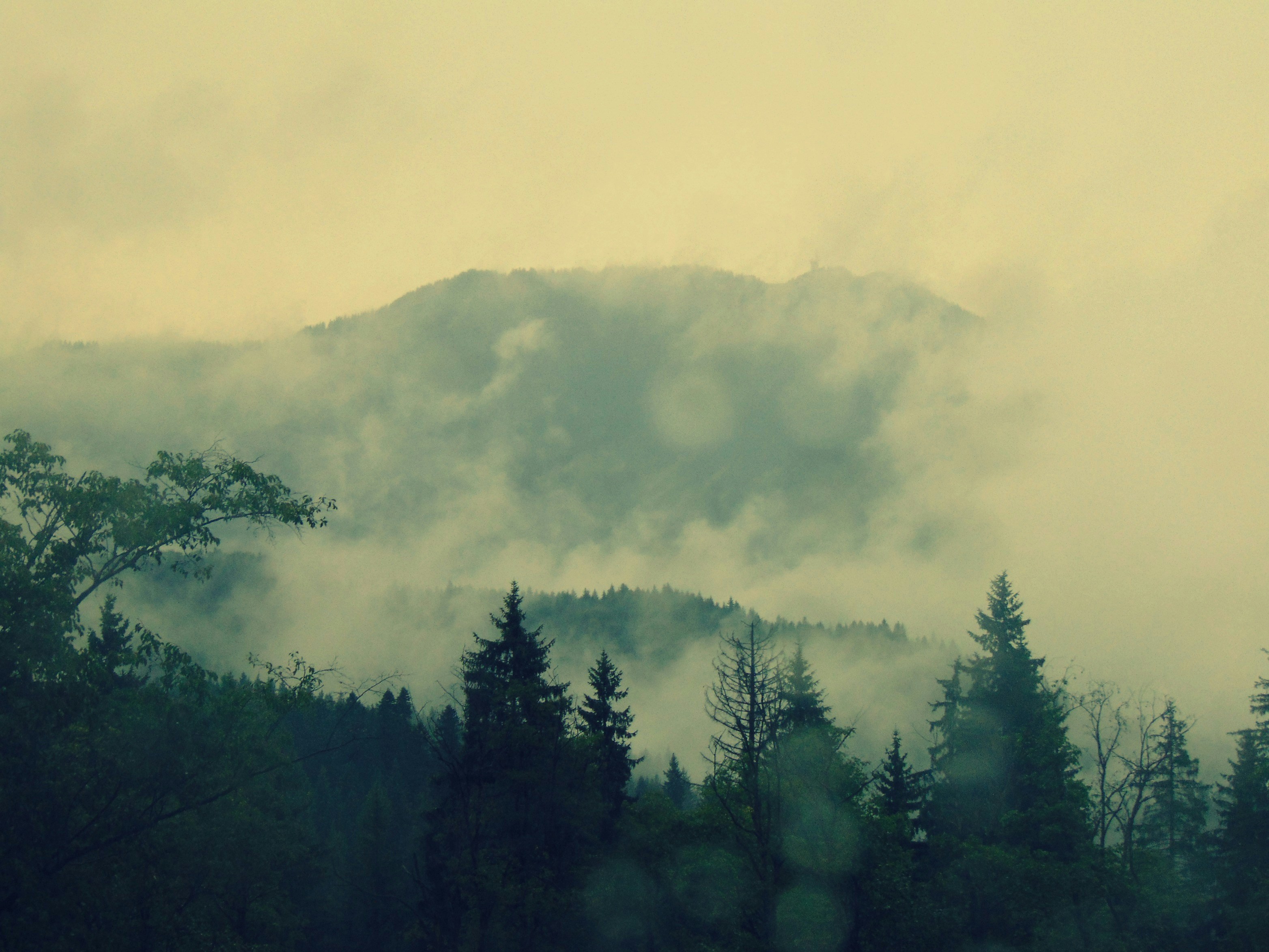 Misty conifer forest with a distant ridge shrouded in pale yellow light. This landscape photograph emphasizes calm, atmospheric tones.