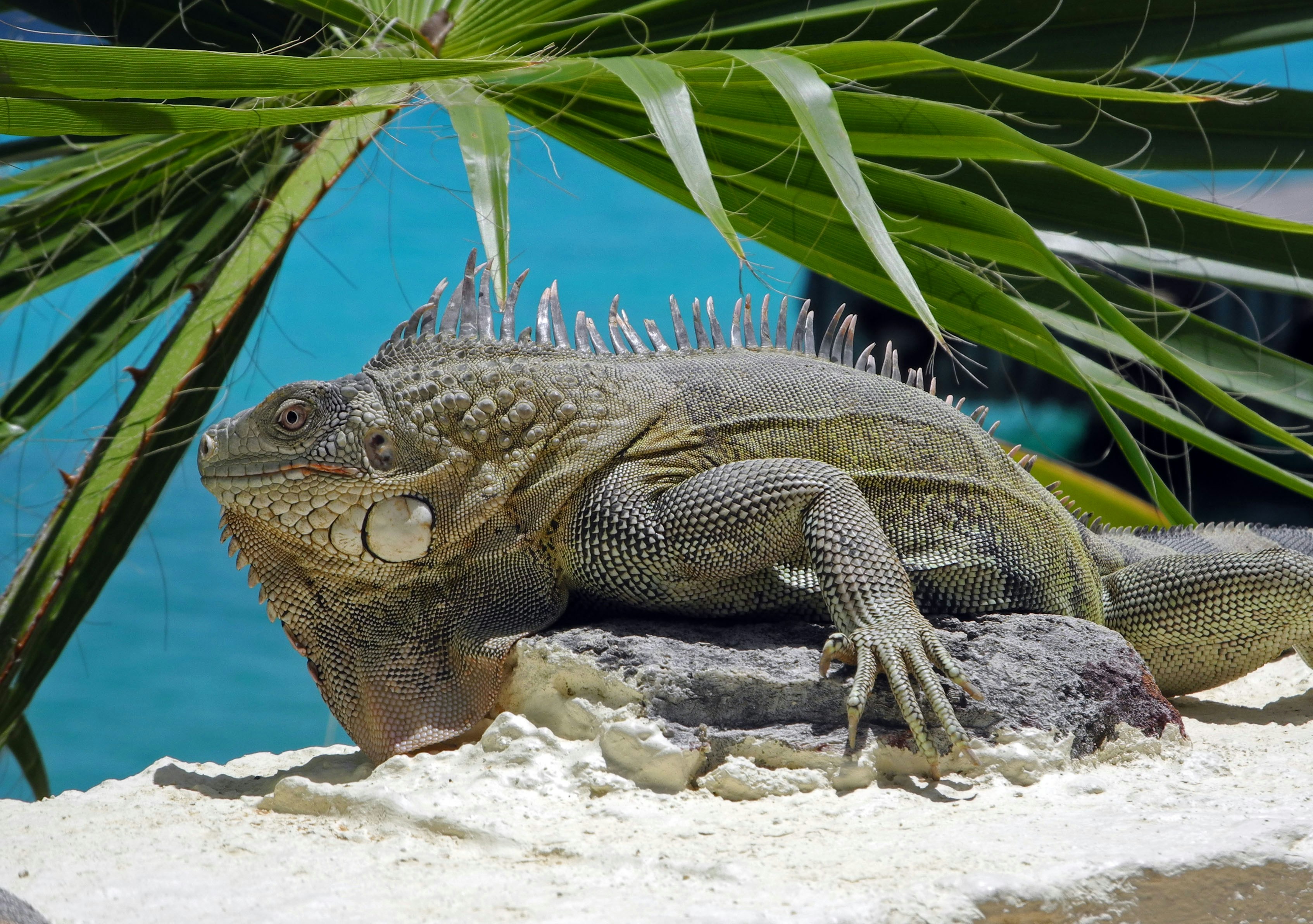Gray and yellow iguana photo – Free Reptile Image on Unsplash