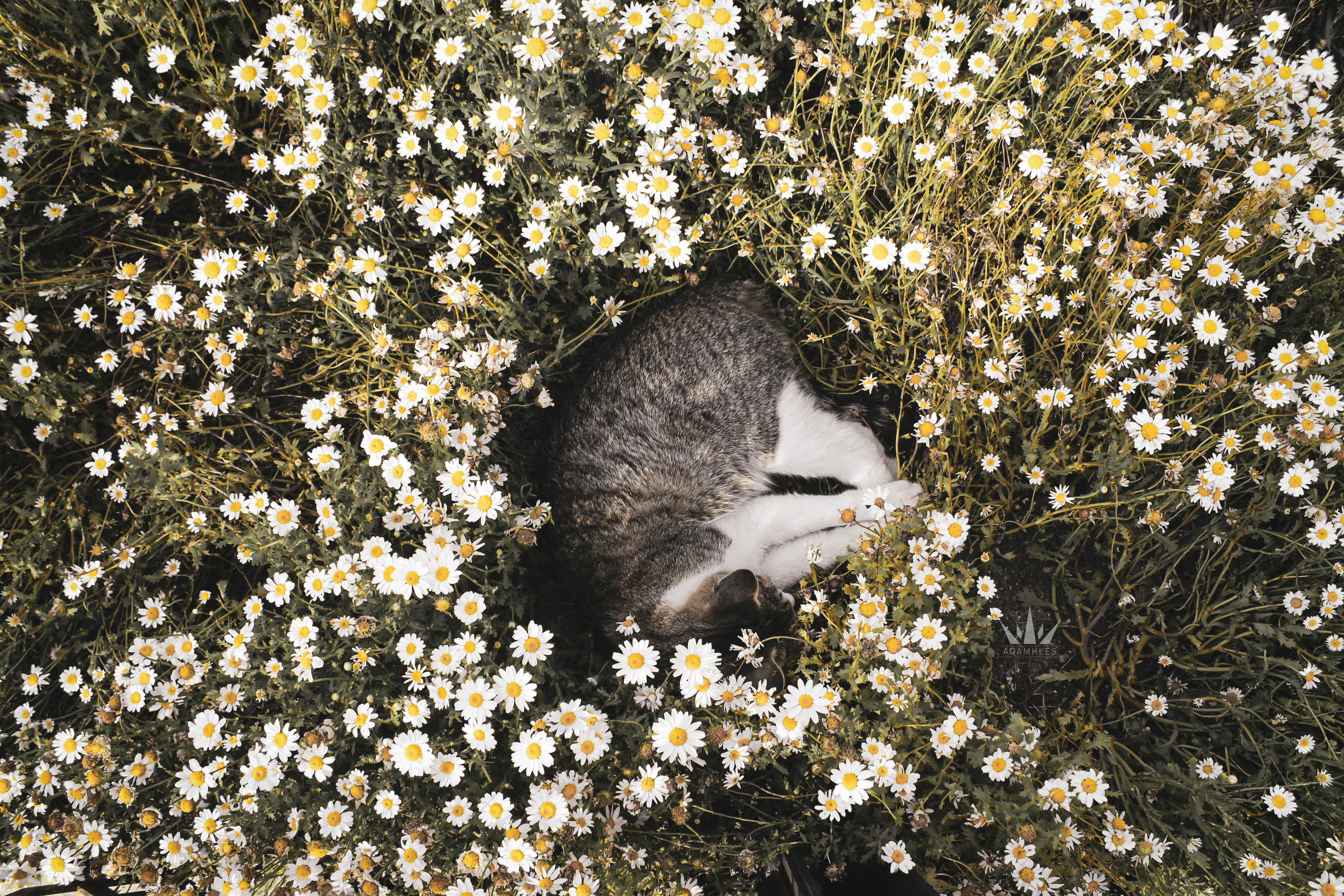 Hidden Cat Among Daisies: A Quiet Moment in a Floral World