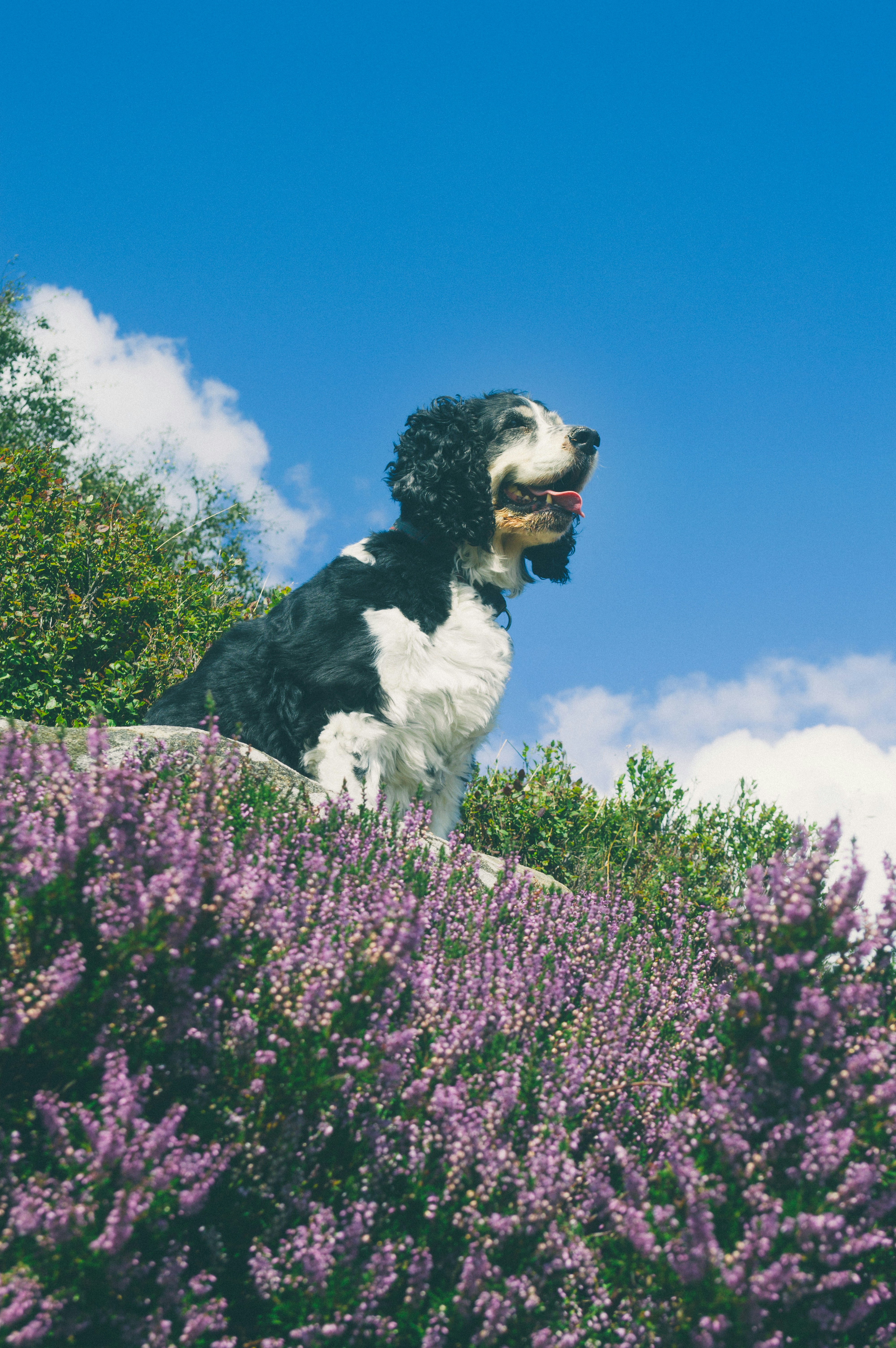 Labrador on lavender: a sunny ascent with the sky as a stage