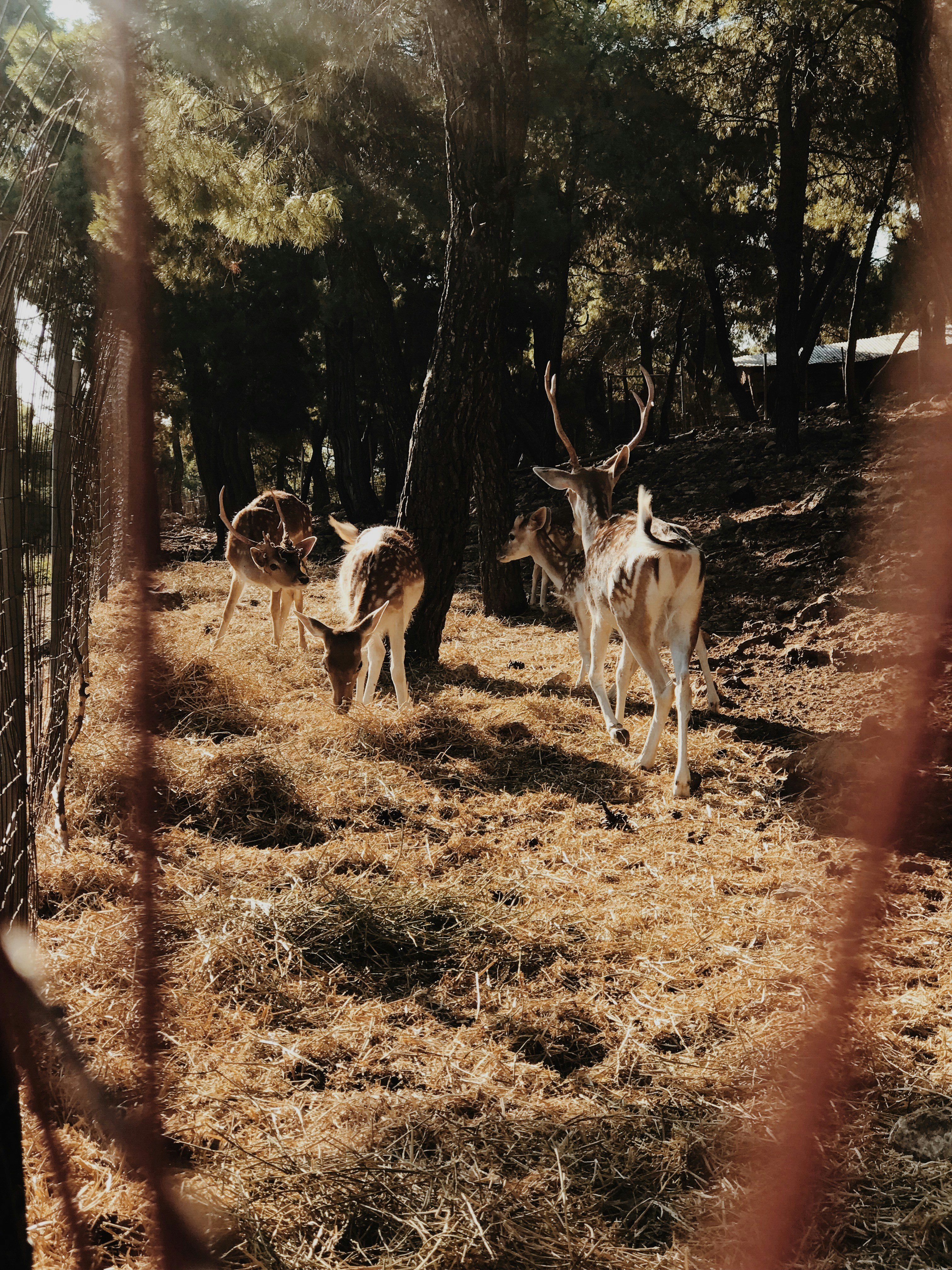 Deer Assembly Behind a Rustic Fence in Dappled Pine Light