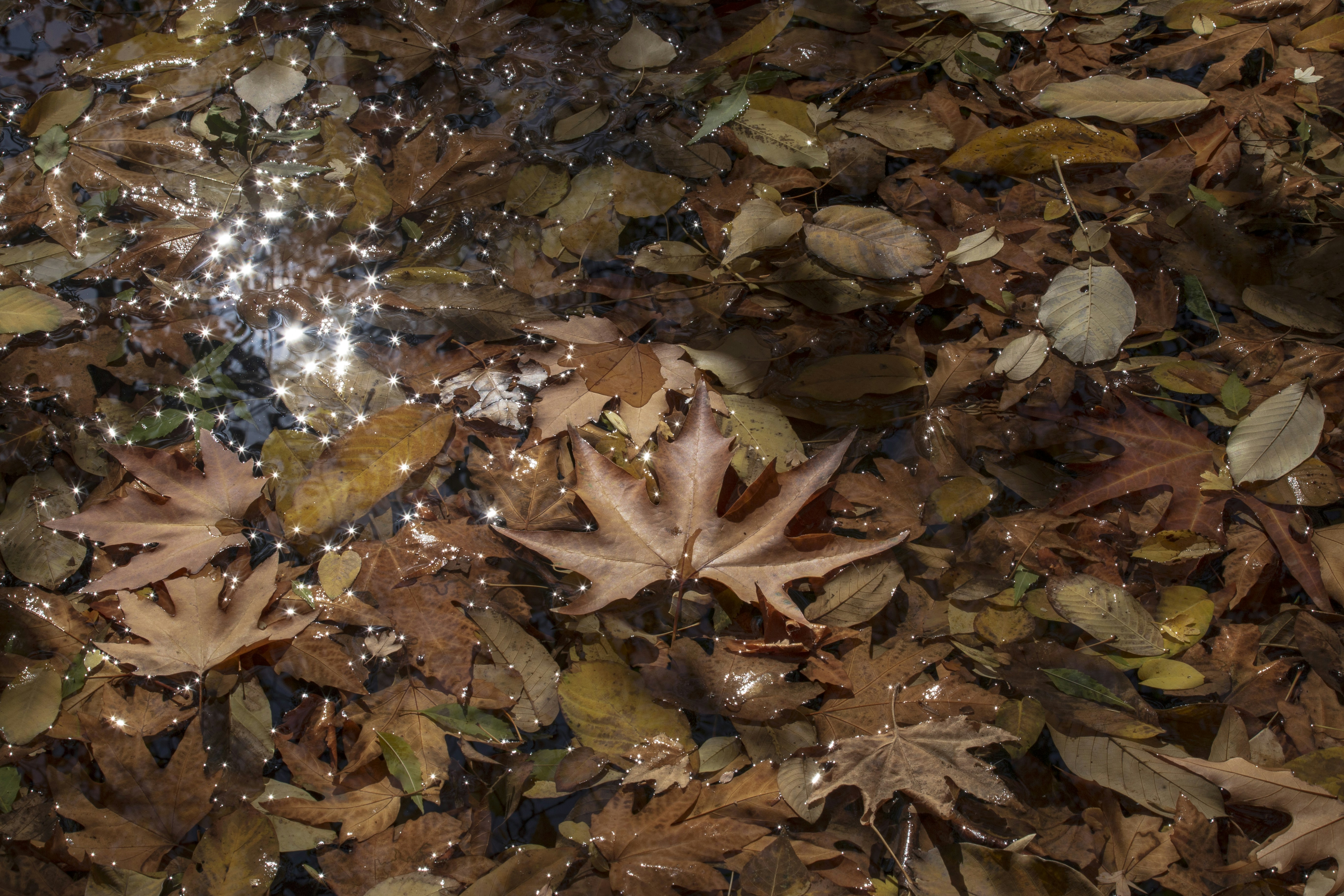 Sunlit Leaf Mosaic on a Quiet Pond