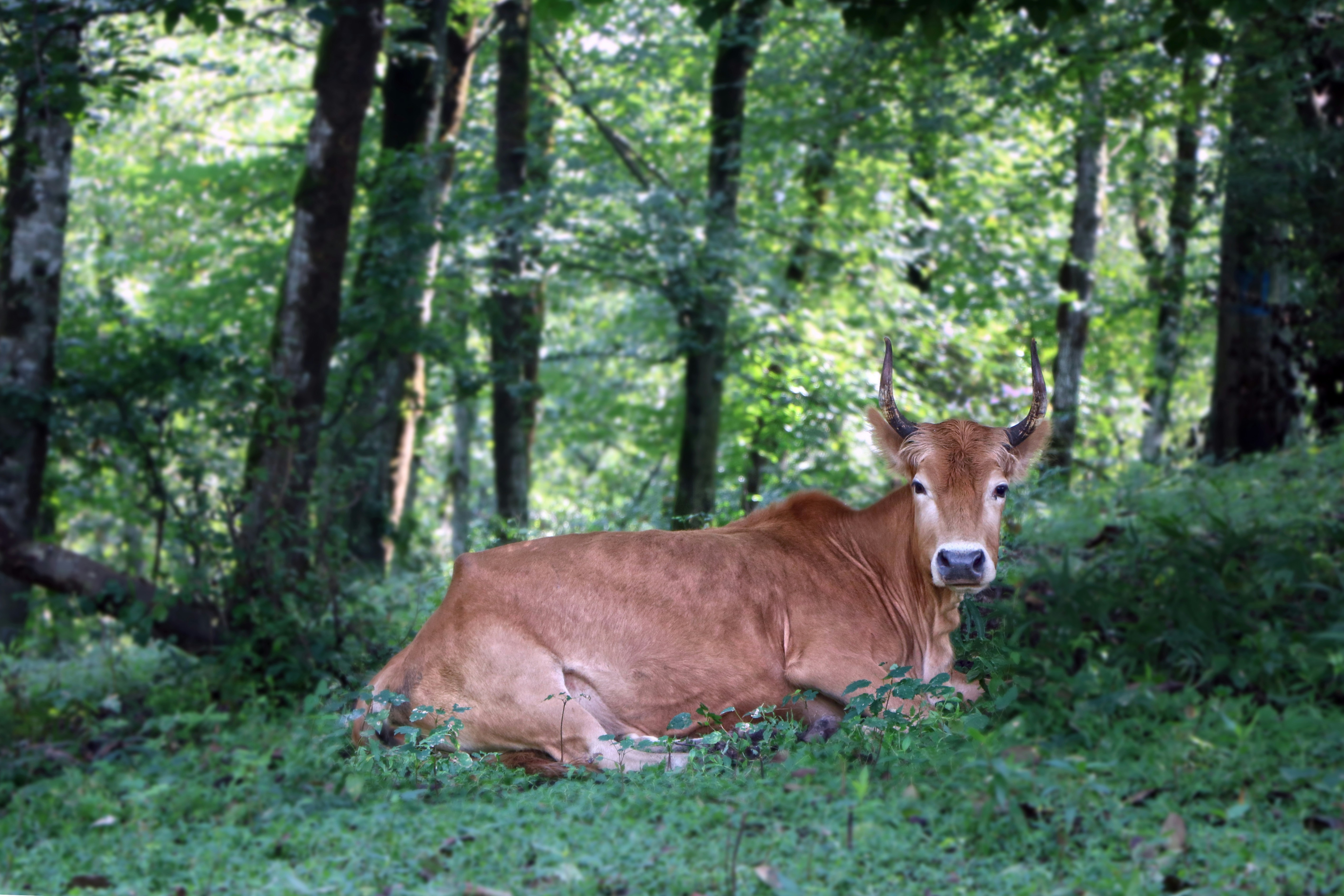 Dappled Quiet: A Buck Pauses in a Sunlit Forest Glade