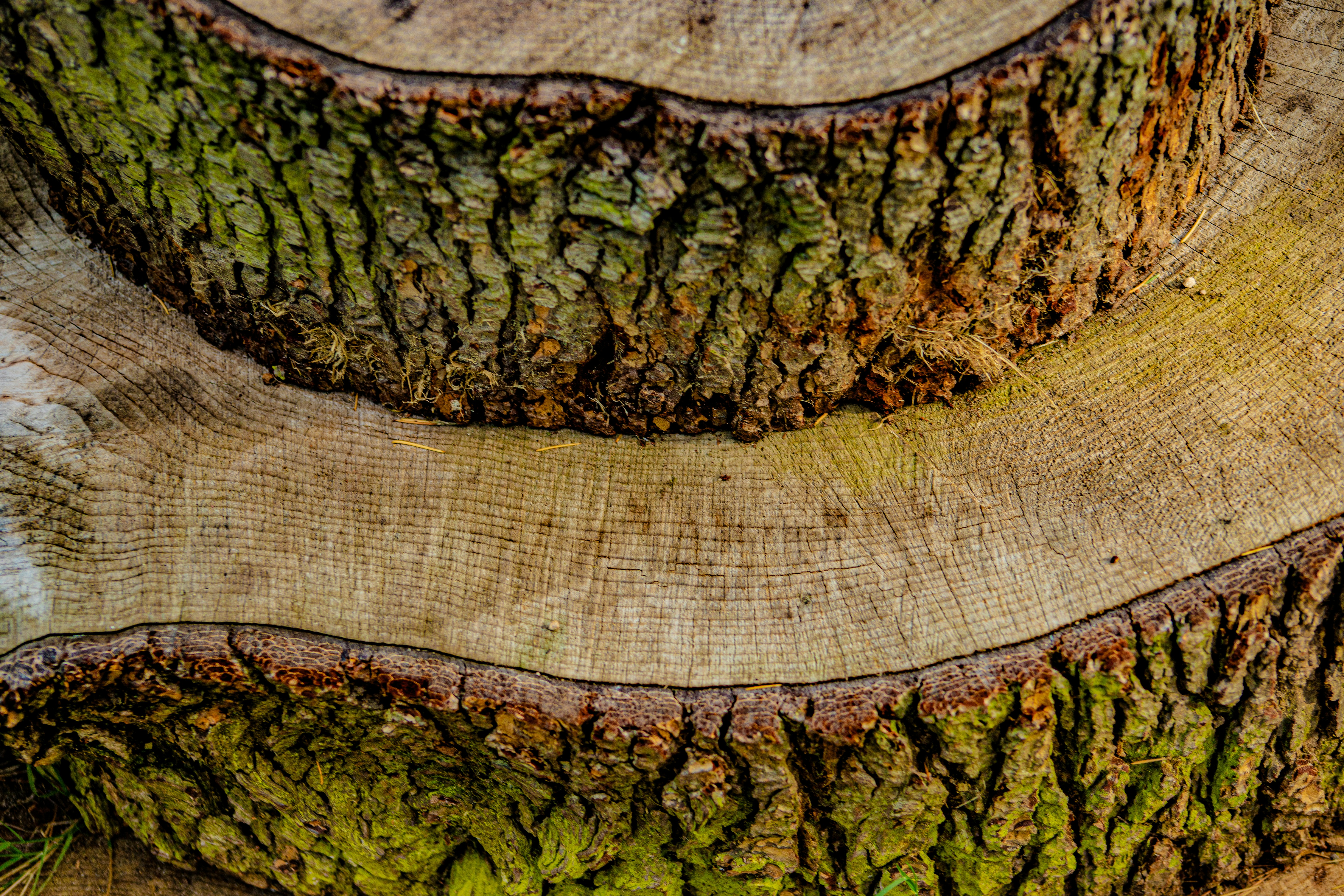 Crosscut Rings: Texture Layers of a Stacked Orchard