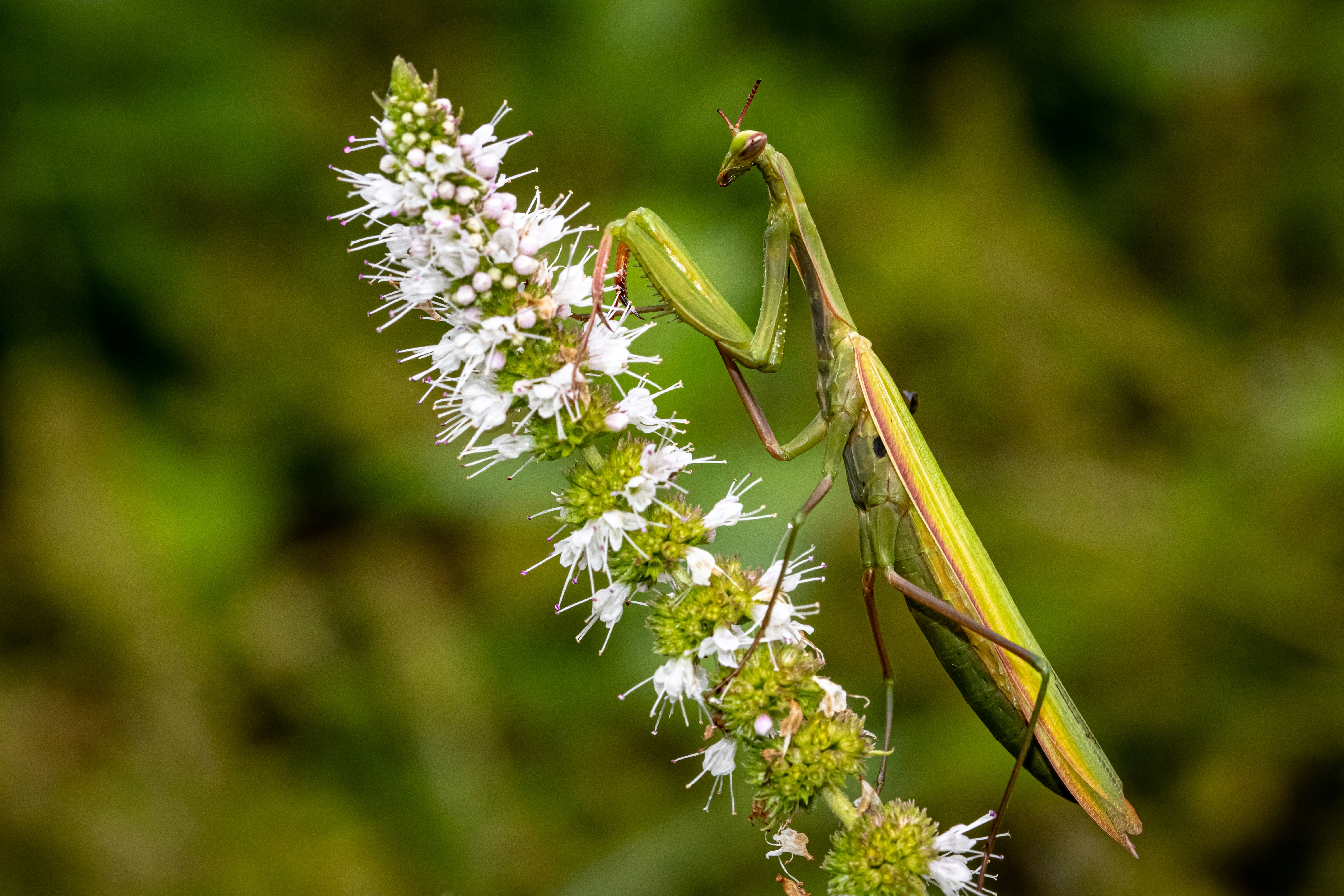 Green praying mantis photo – Free Insect Image on Unsplash
