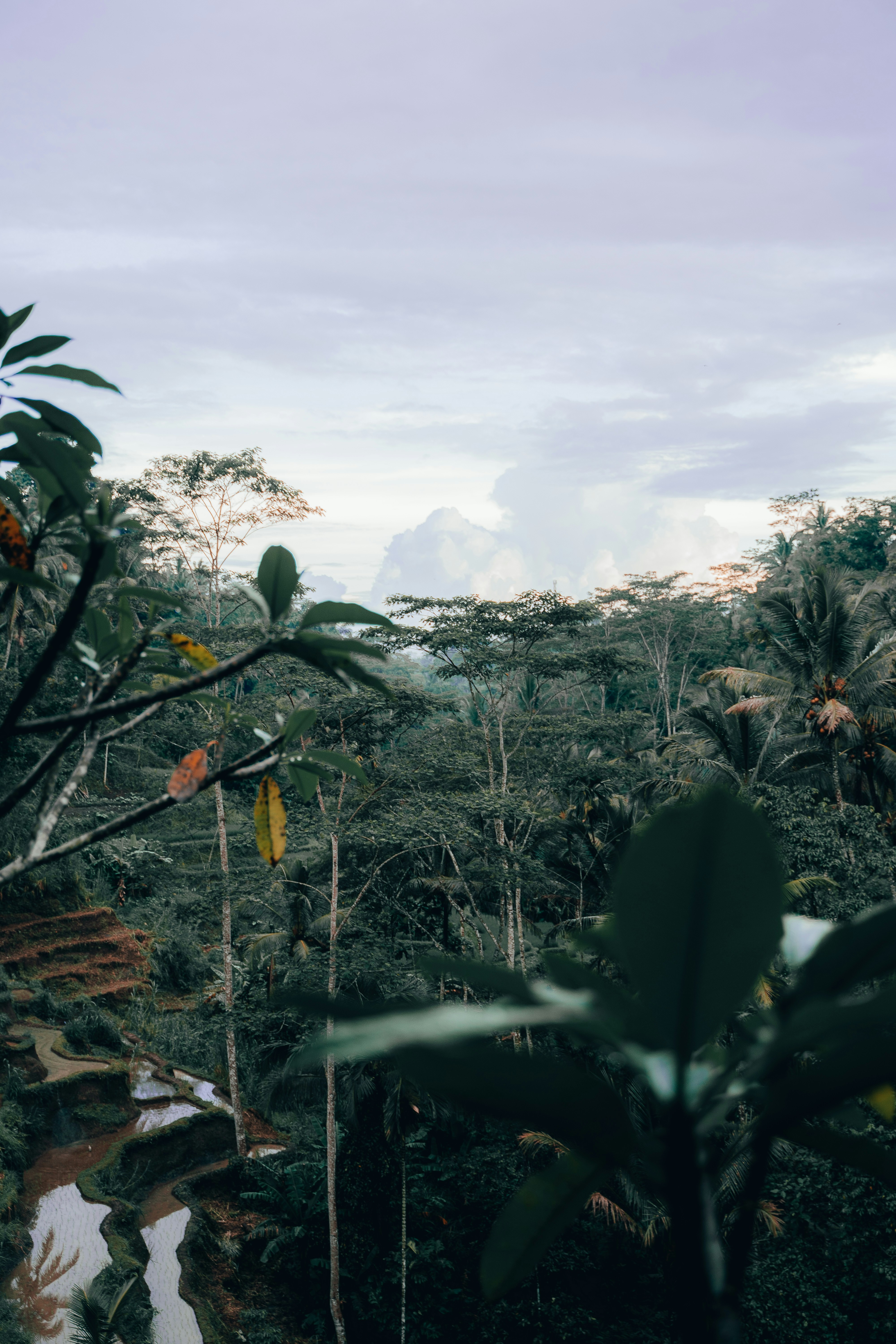 Terraced Rainforest Overlook Beneath a Quiet Cloudscape