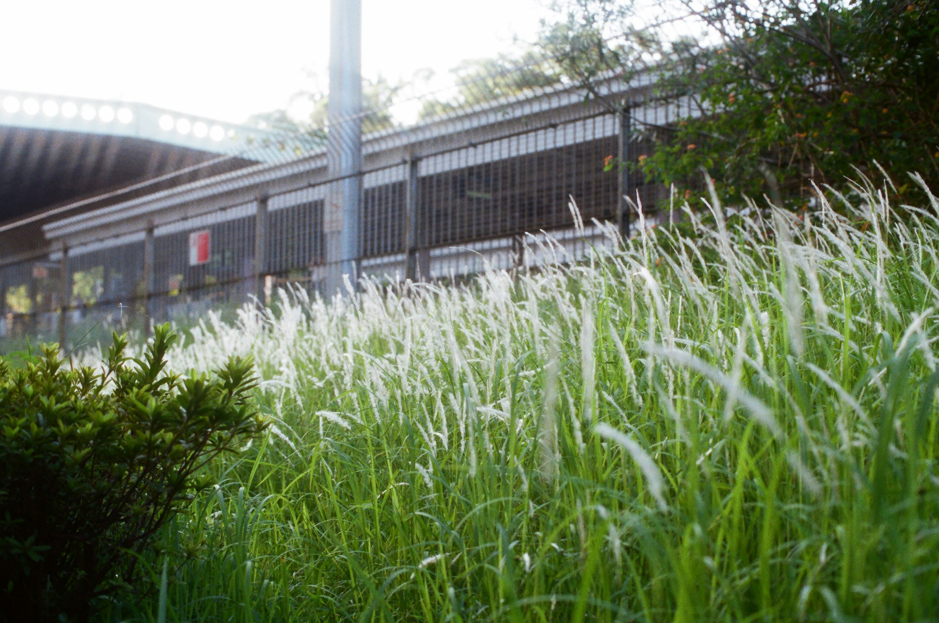 green grass
