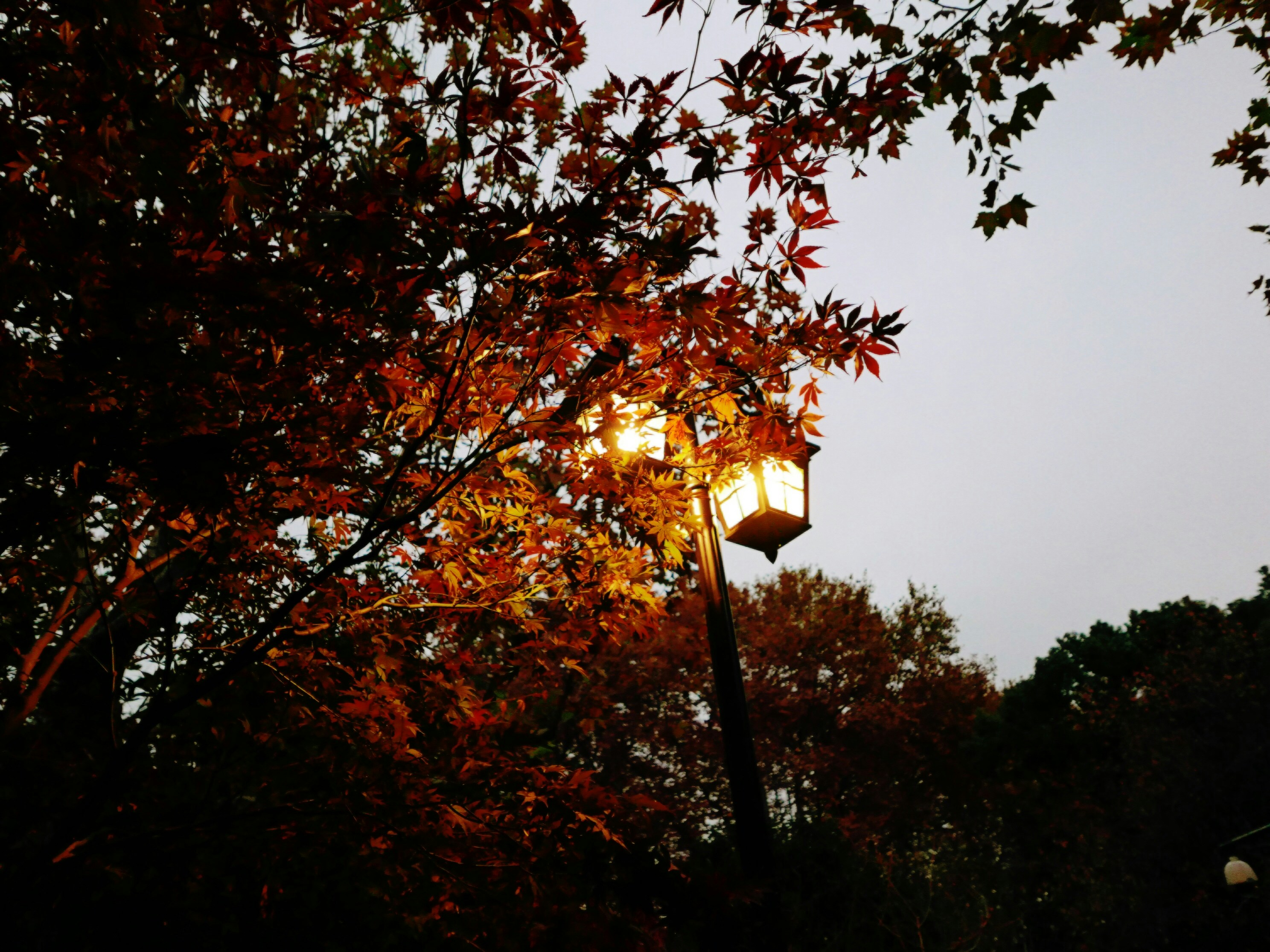 A street lamp glows warmly through vibrant autumn foliage, creating a tranquil evening atmosphere. The contrast of light and color highlights the beauty of the season.