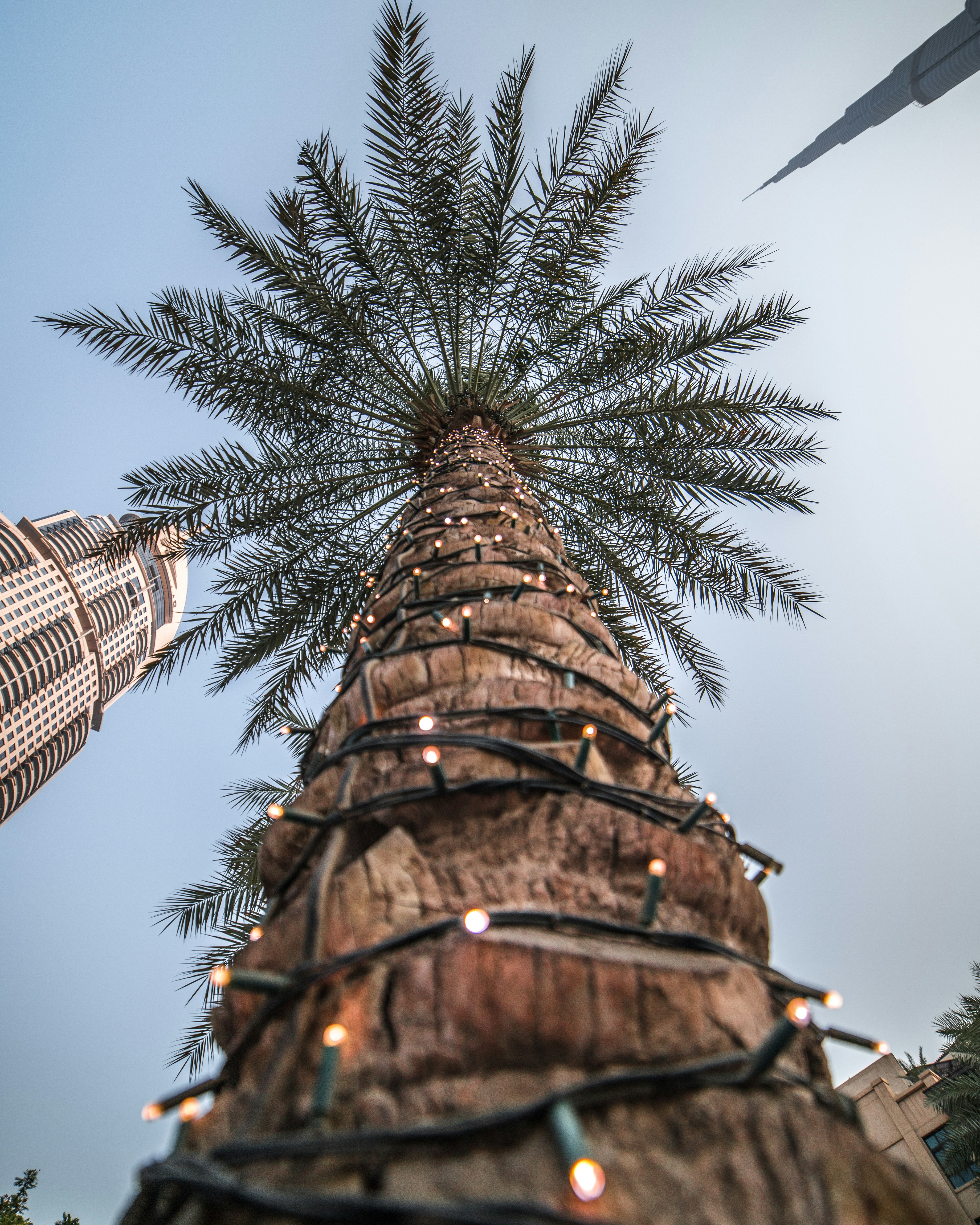 Spiral of Light: Upward Palm Crown Dressed in Evening Orbs