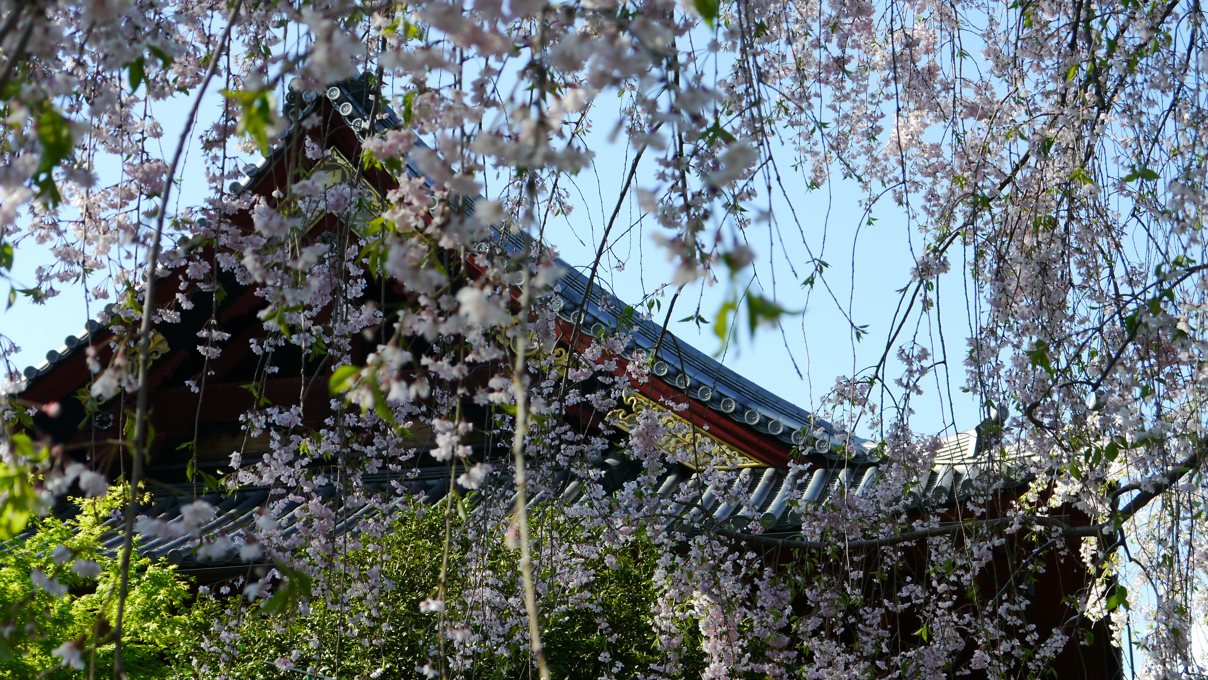 Traditional temple roof framed by blooming cherry blossoms, capturing a quiet spring moment.