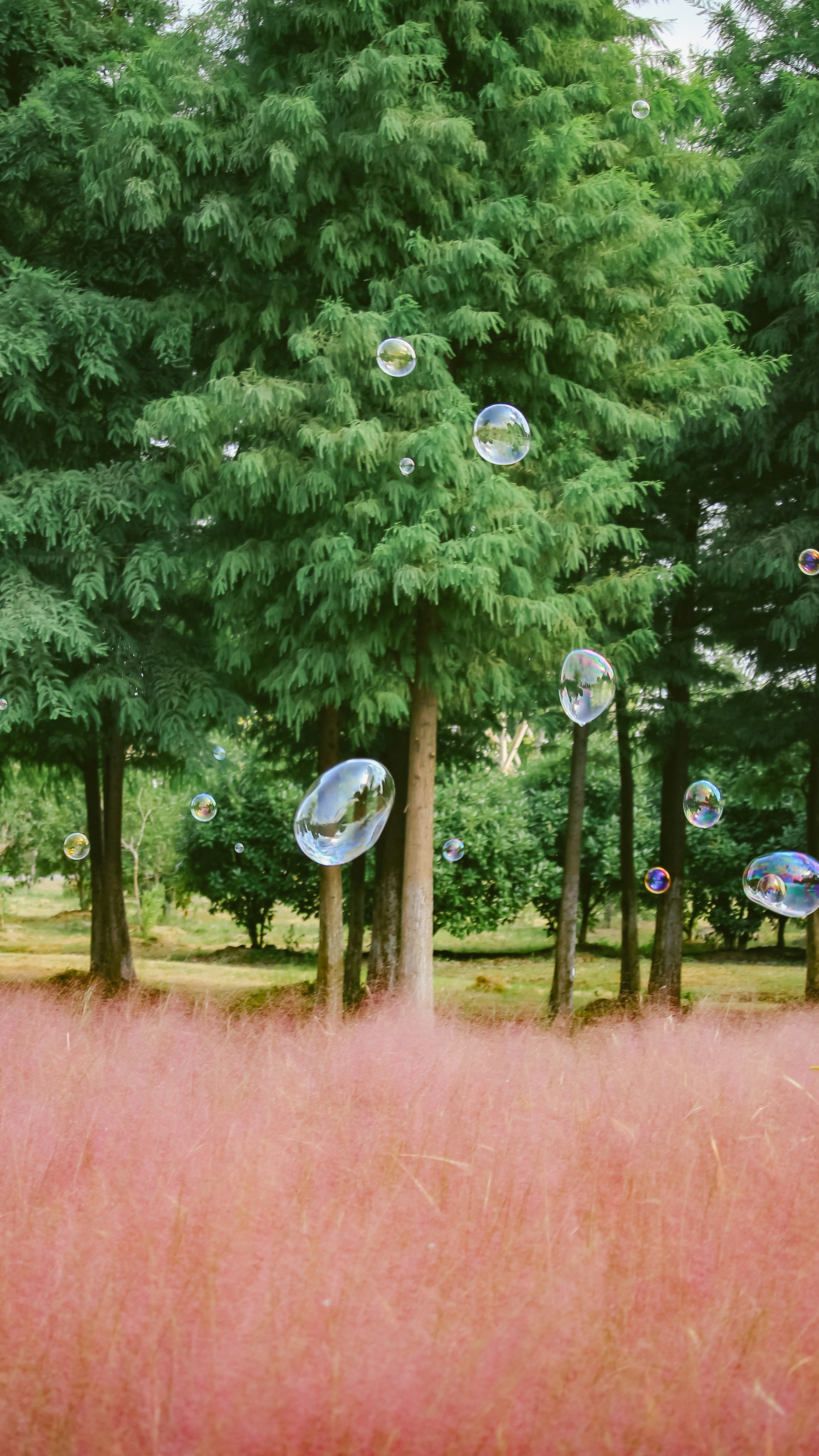 Soap Bubbles in a Pink Meadow: Floating Orbs Over a Green Forest