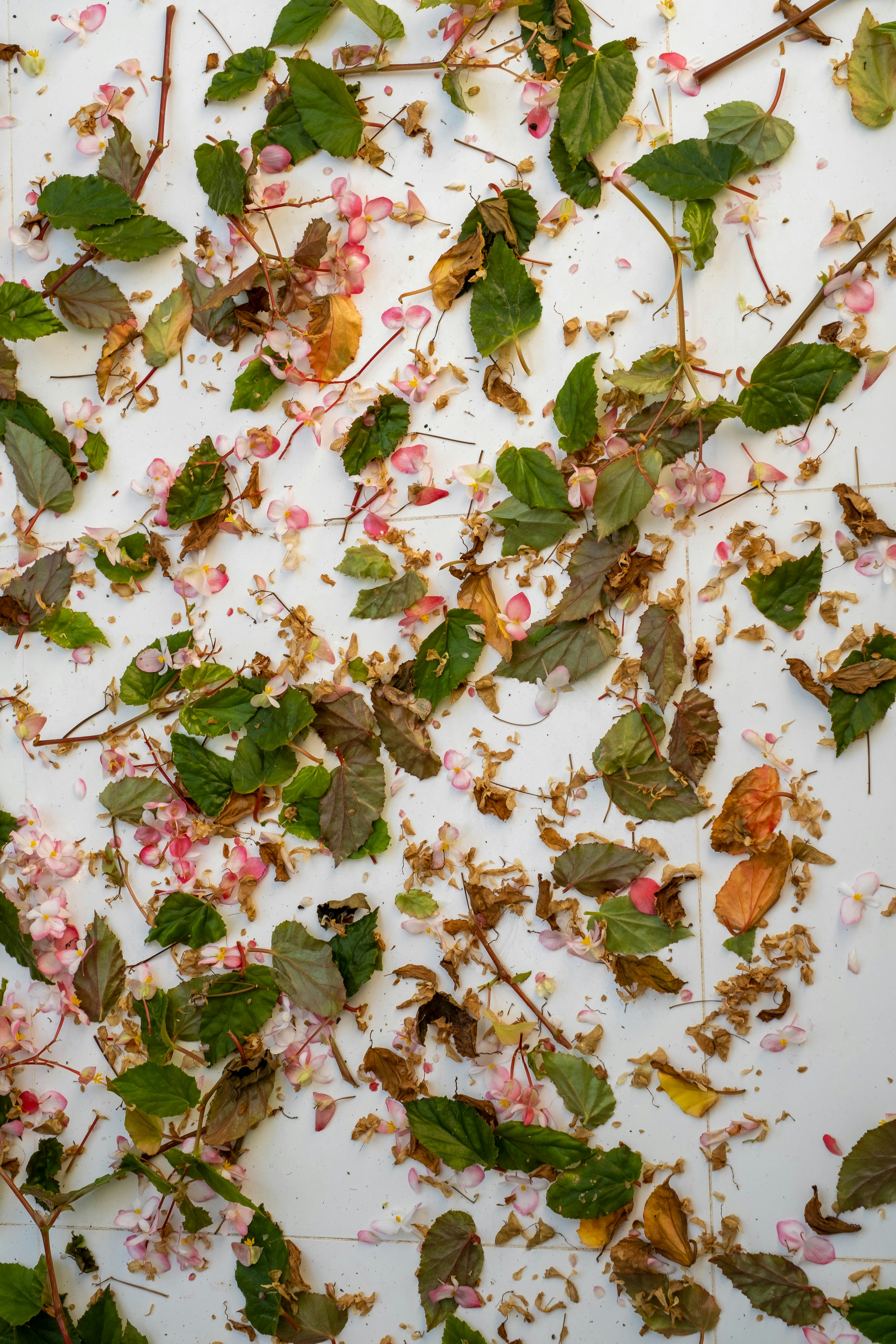 Petal Mosaic: Pink Petals and Green Leaves Strewn Across White Canvas