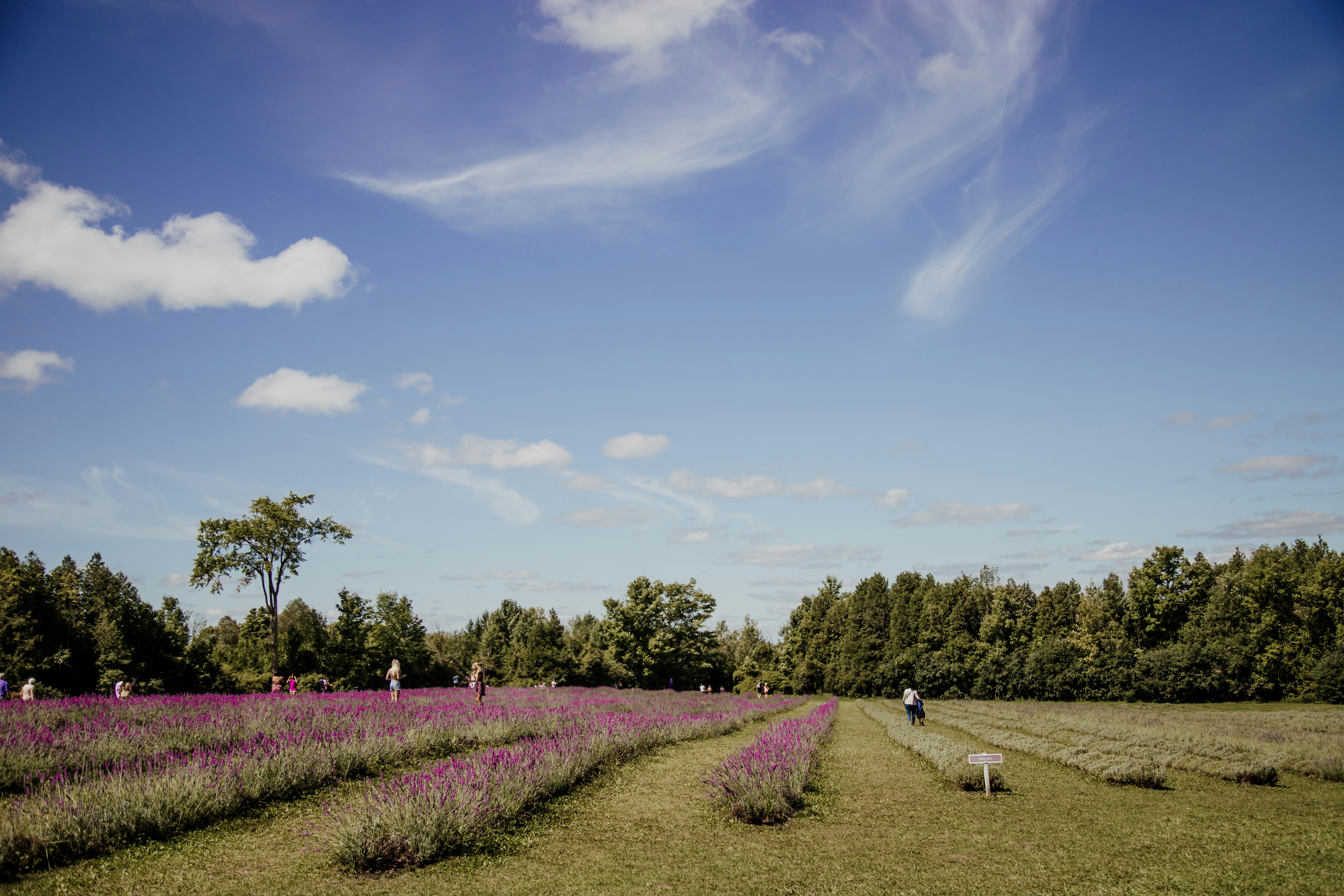 Lavender Aisles Reach the Quiet Horizon