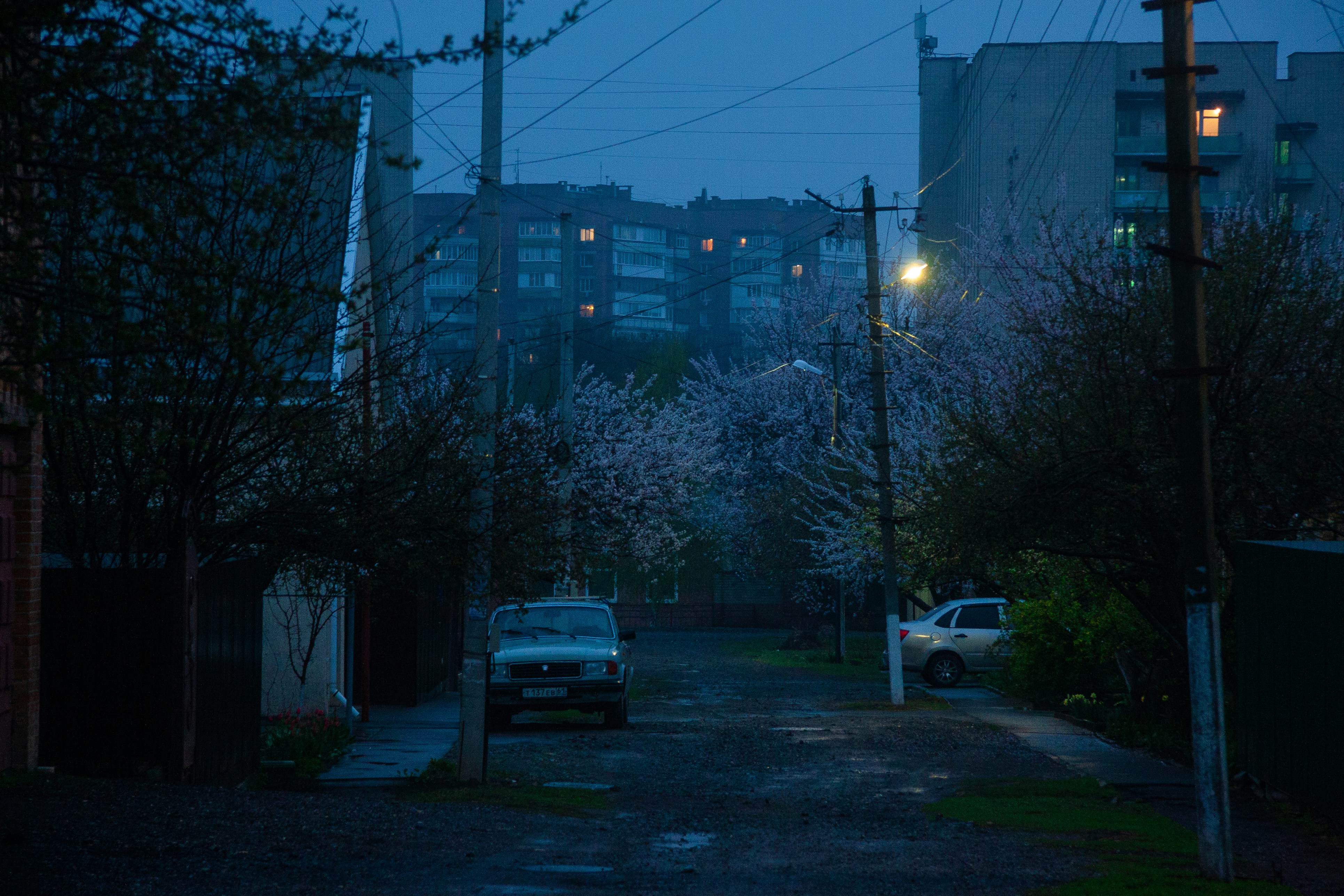 Blue Hour Alleyway with Blooming Trees Under Streetlight