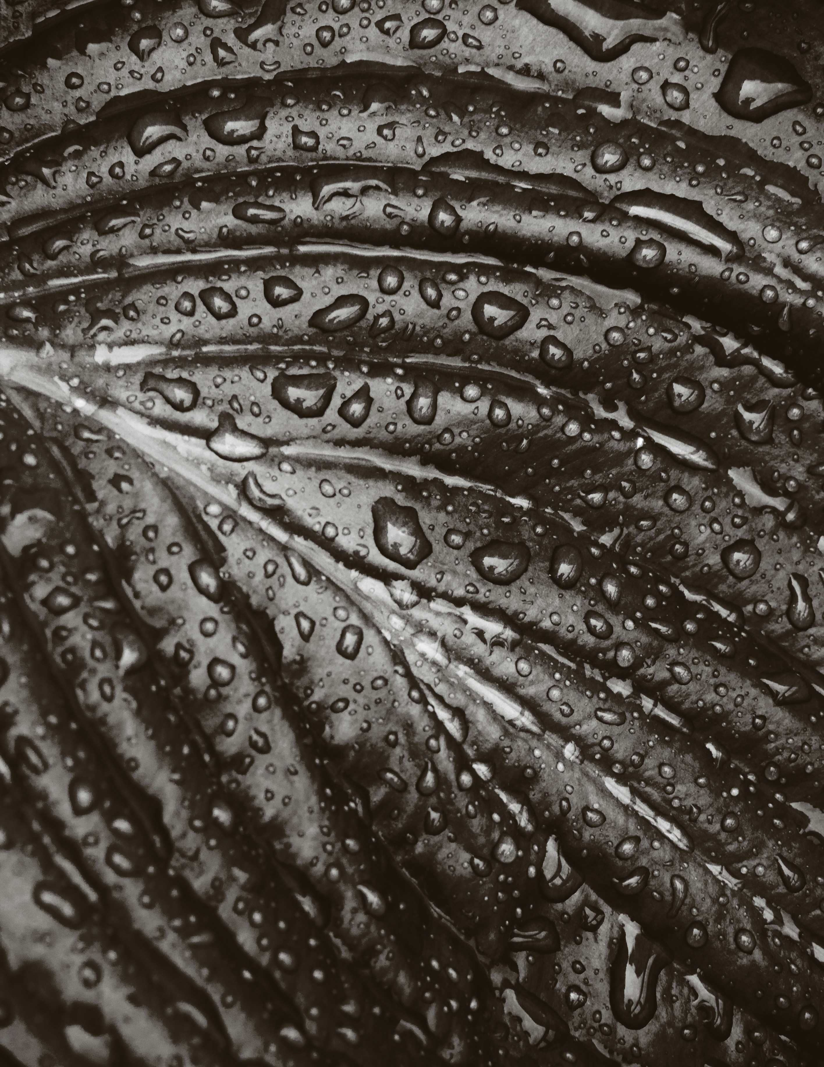 grayscale photography of water drops on leaf photo – Free Grey Image on ...