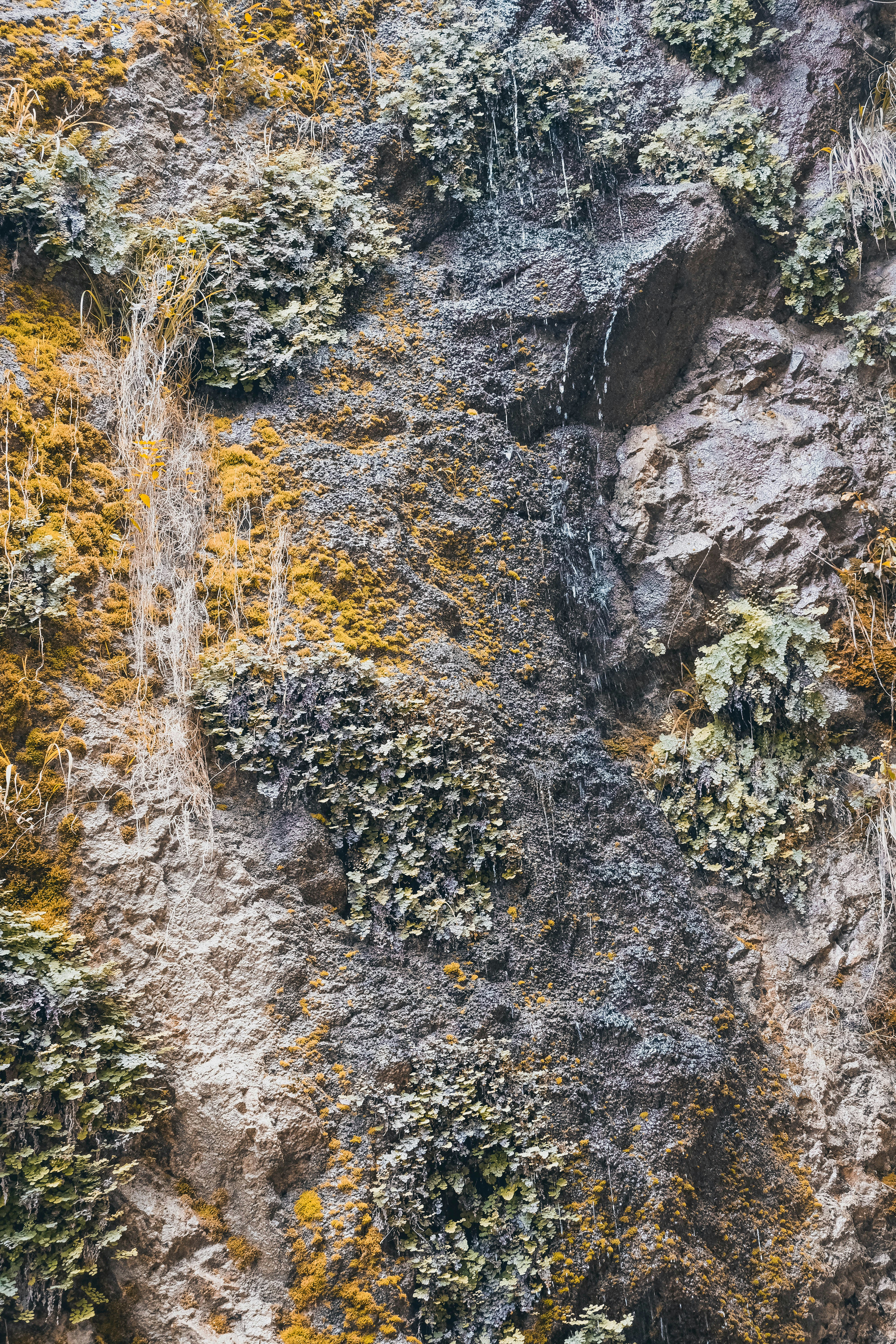 Plants on rocks photo – Free Nature Image on Unsplash