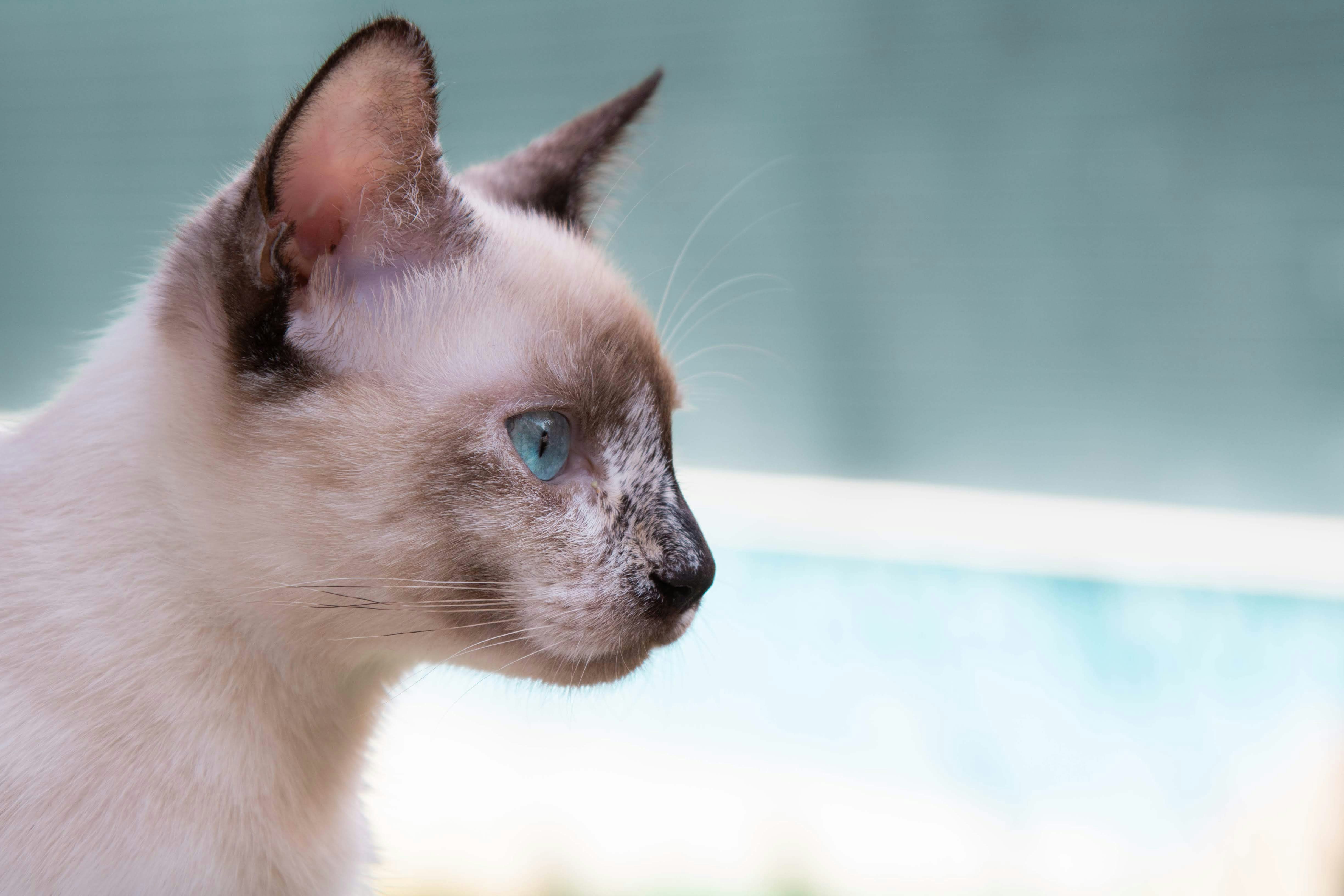 Azure Gaze in Soft Light: Profile Portrait of a Siamese Cat
