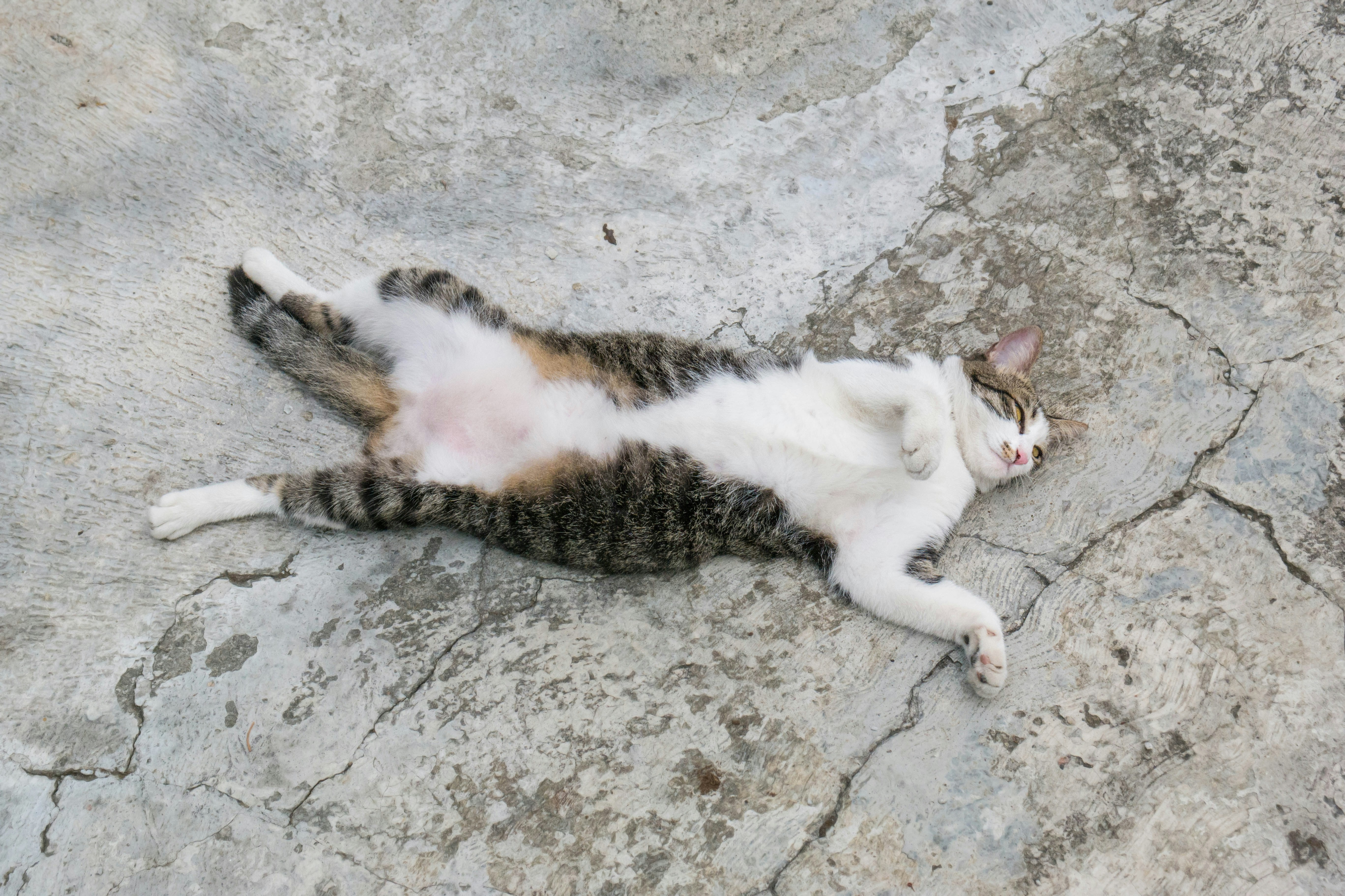 Tabby-and-white cat sprawled on cracked concrete, belly exposed, basking in soft daylight.