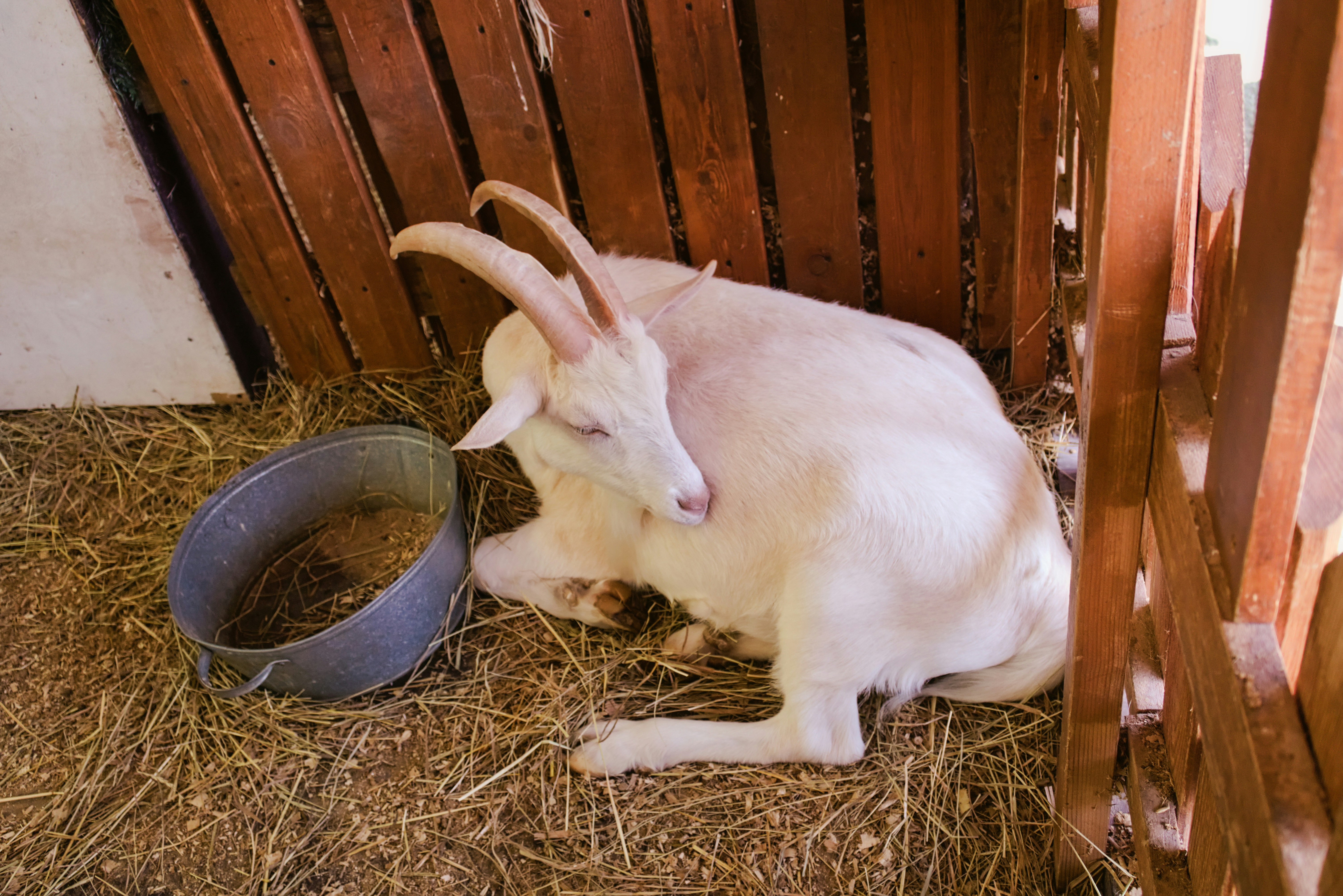 white goat