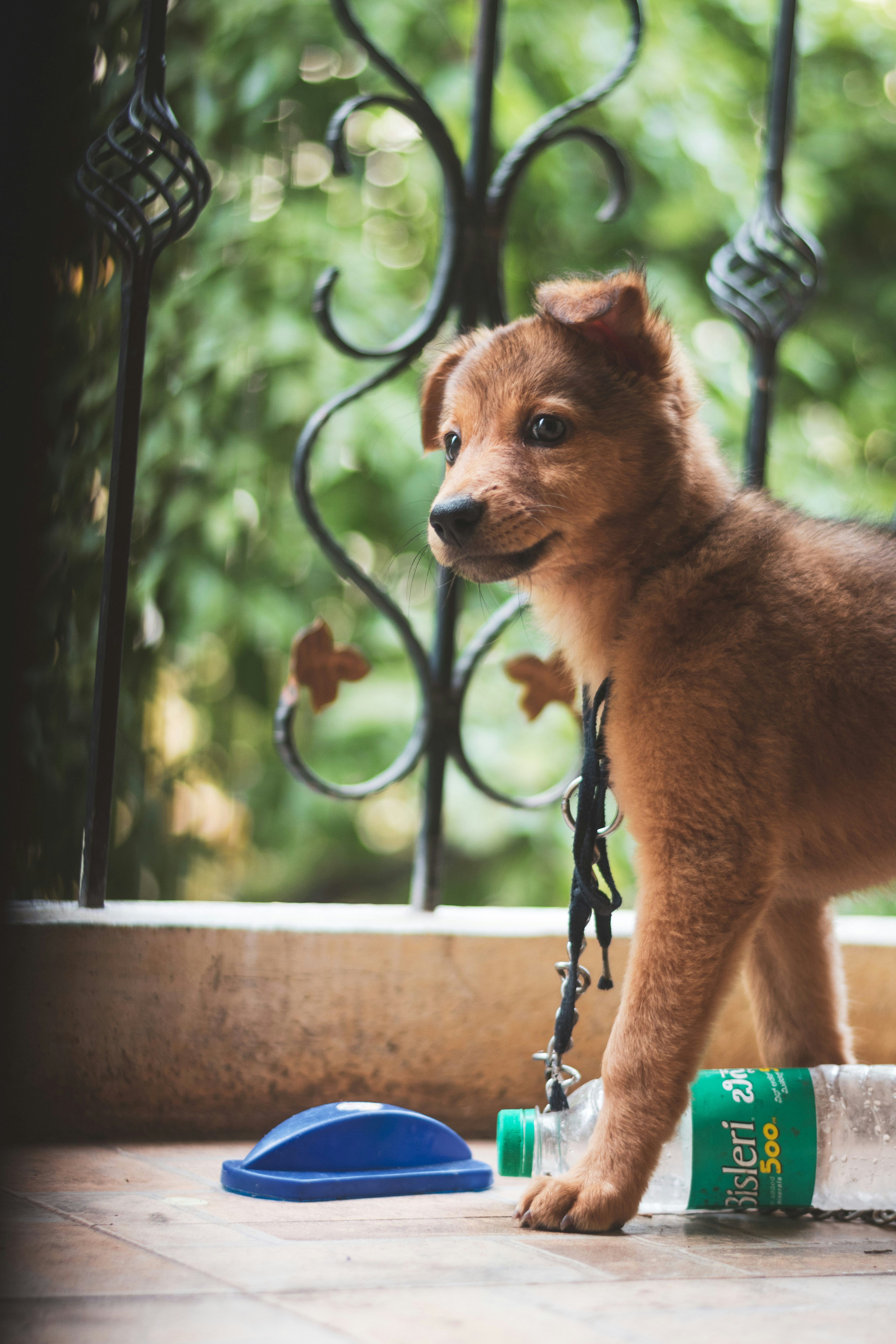 A playful puppy stands beside a water bowl and a discarded plastic bottle, framed by an ornate balcony railing. The lush greenery in the background enhances the scene's lively atmosphere.