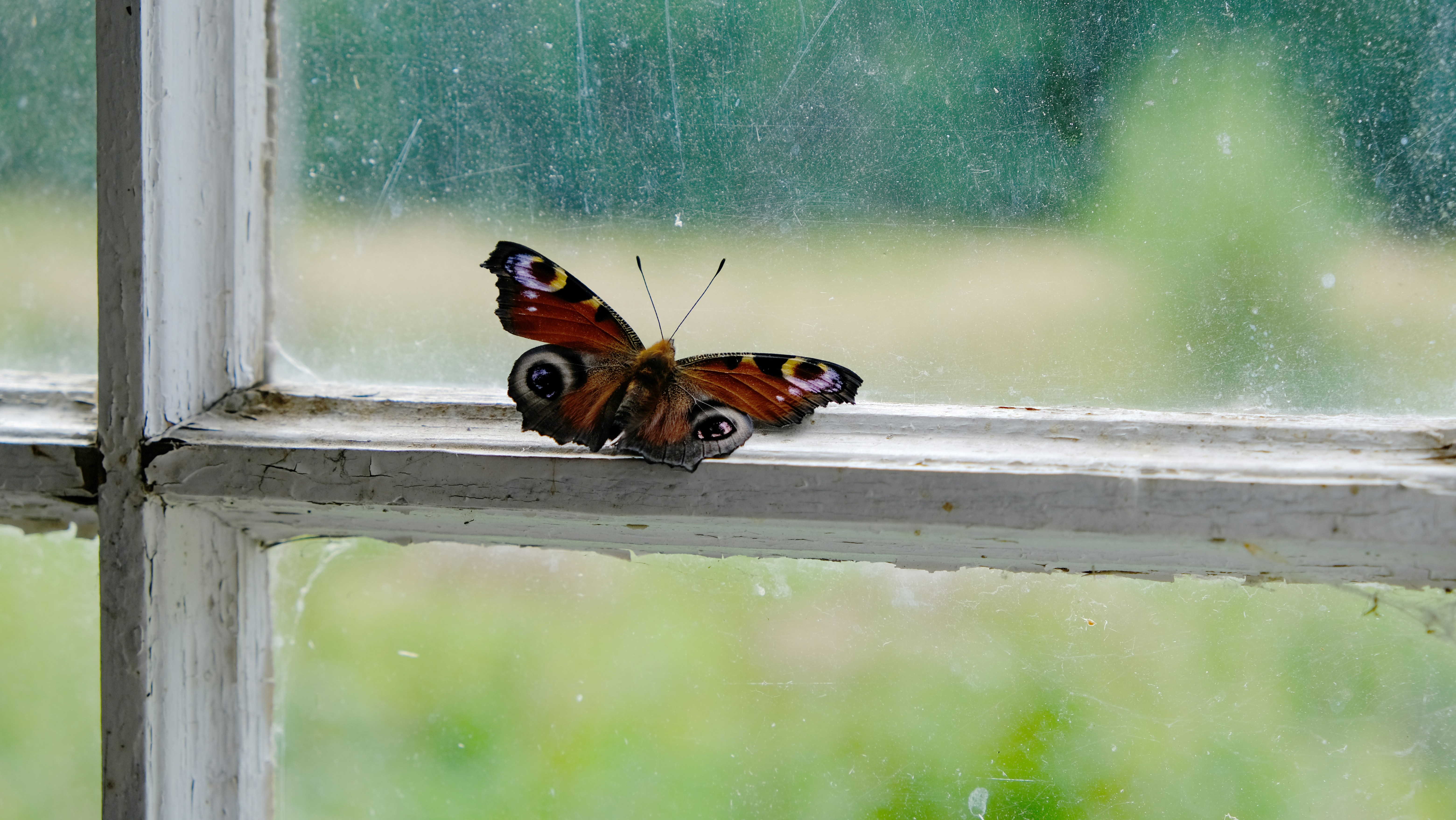 Peacock Butterfly on a Weathered Window Sash in Dappled Light