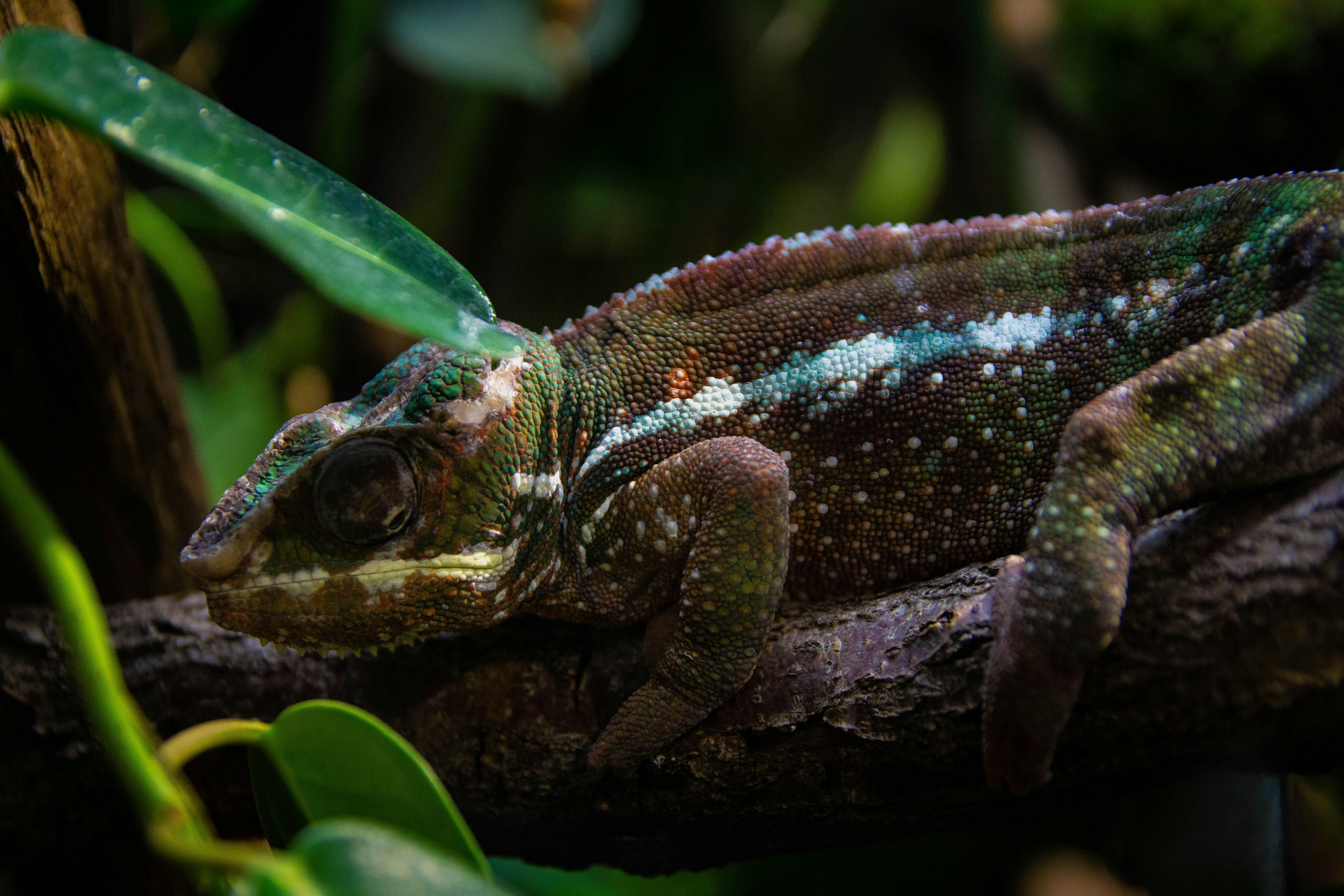 Cameleon Pictures | Download Free Images on Unsplash