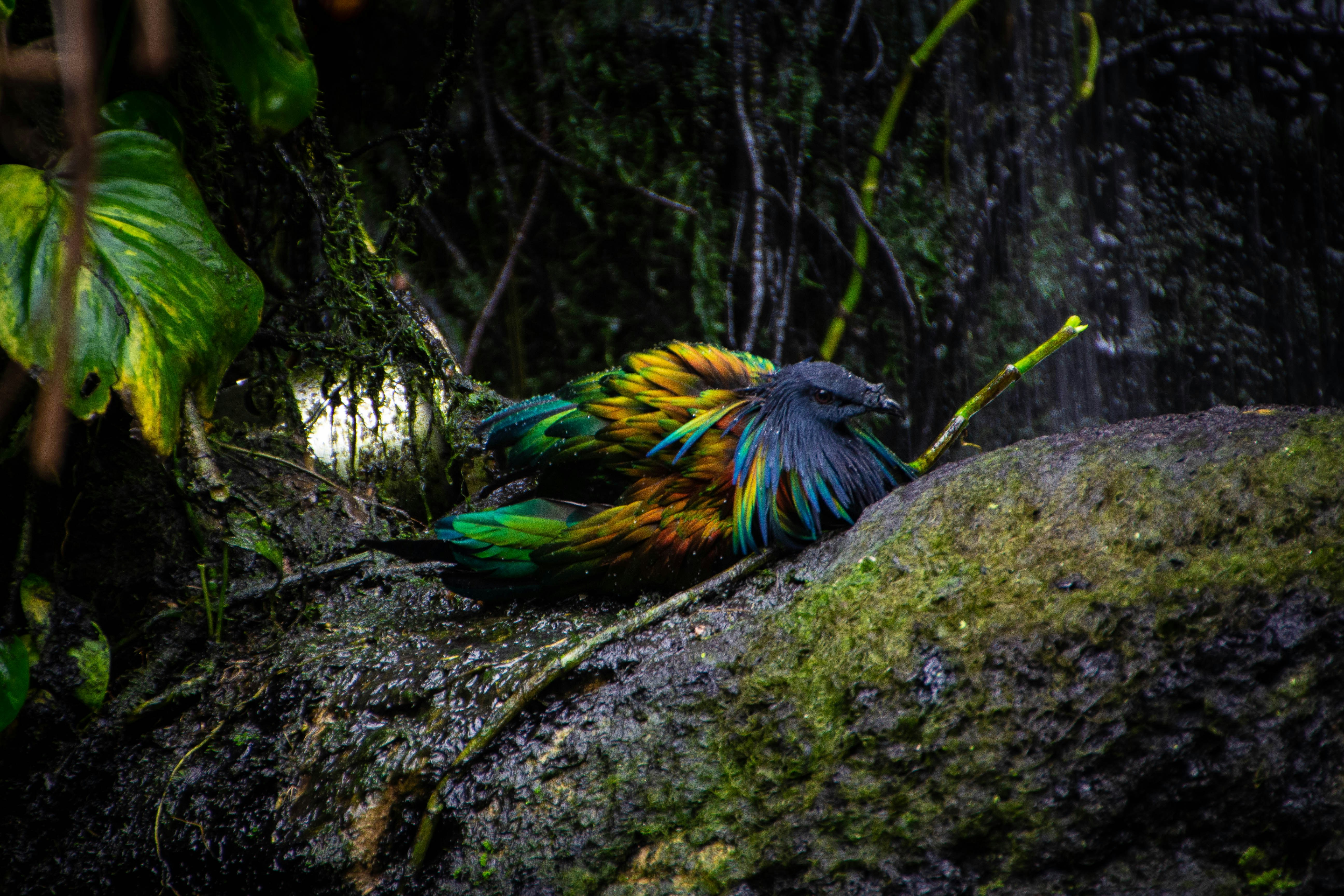 Rainbow Lorikeet on Mossy Rock: a Burst of Color in Rainforest Shadow