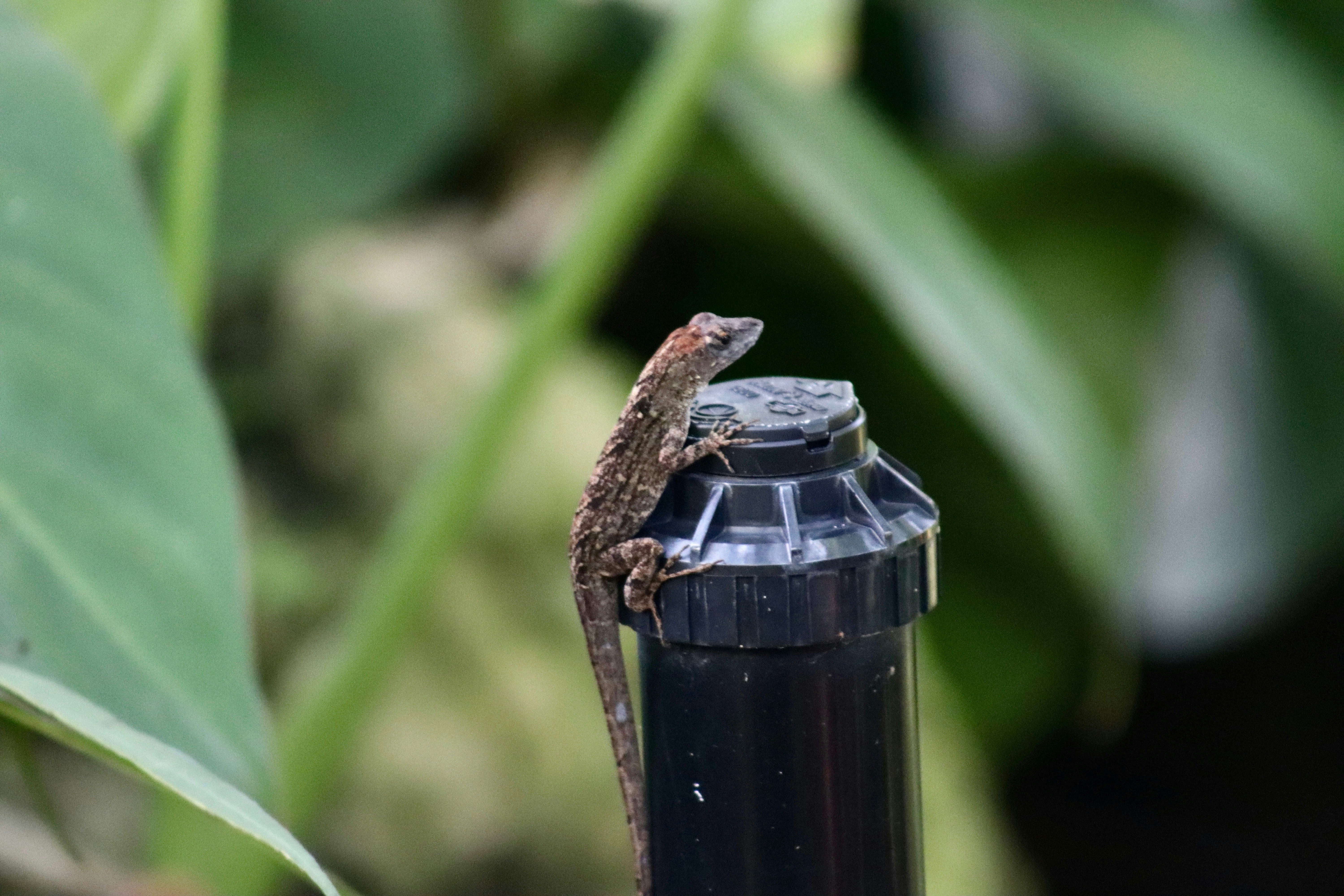 Tiny Sentinel on a Garden Drip Spike: A Lizard's Quiet Post