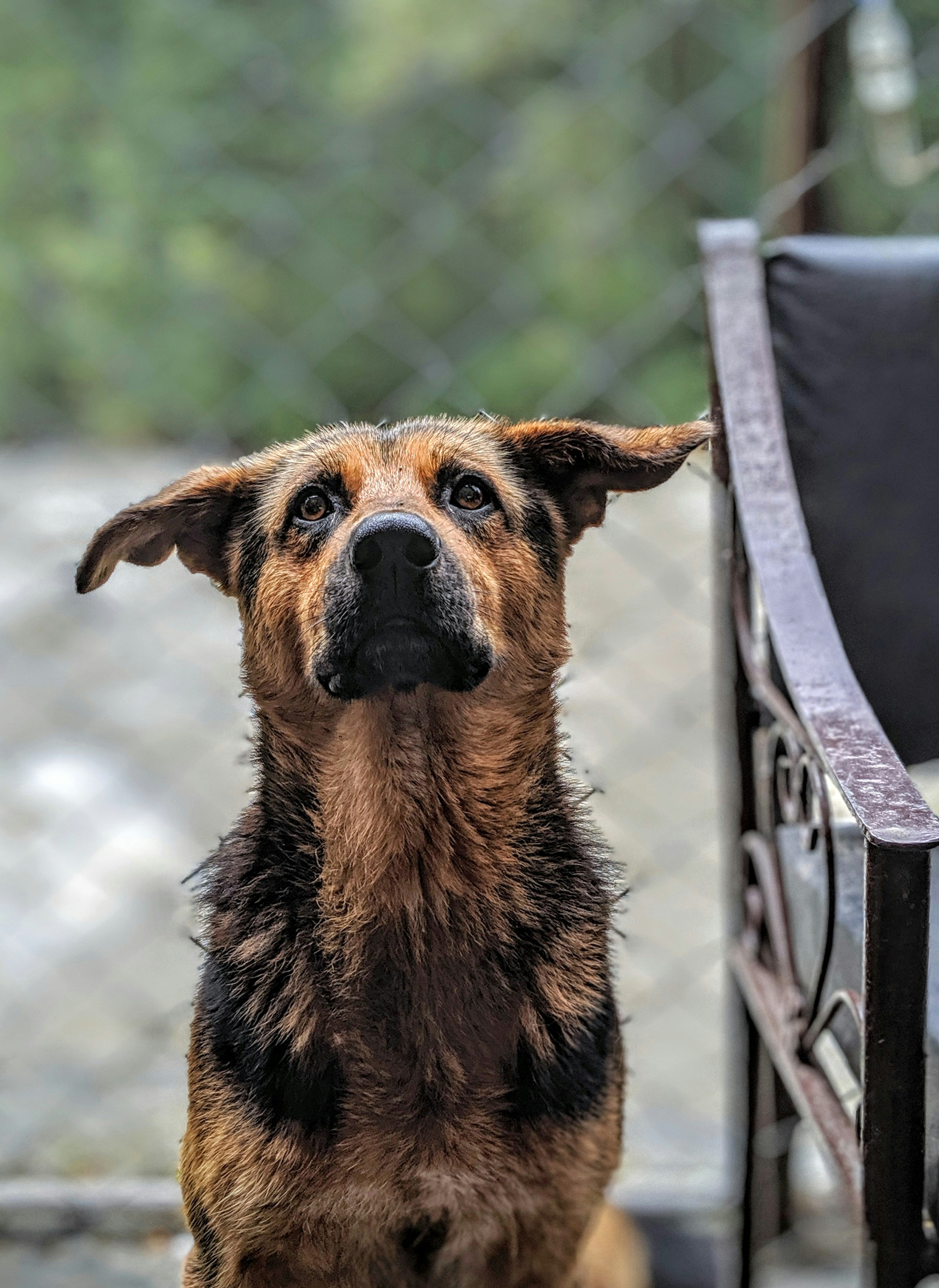 Direct Gaze: Portrait of a Curious Hound by a Weathered Chair