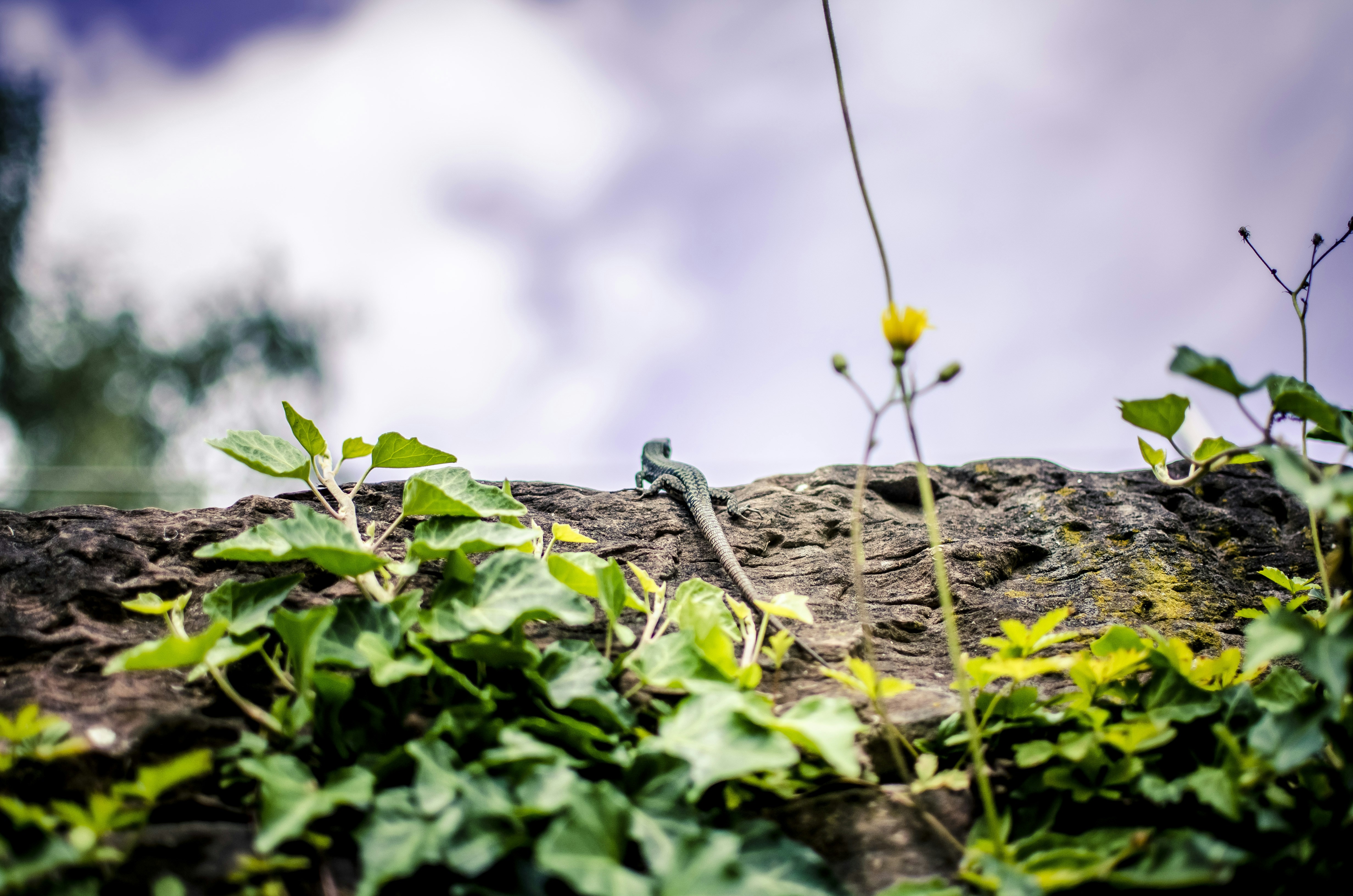 Sentinel on a sun-warmed ledge: lizard among ivy